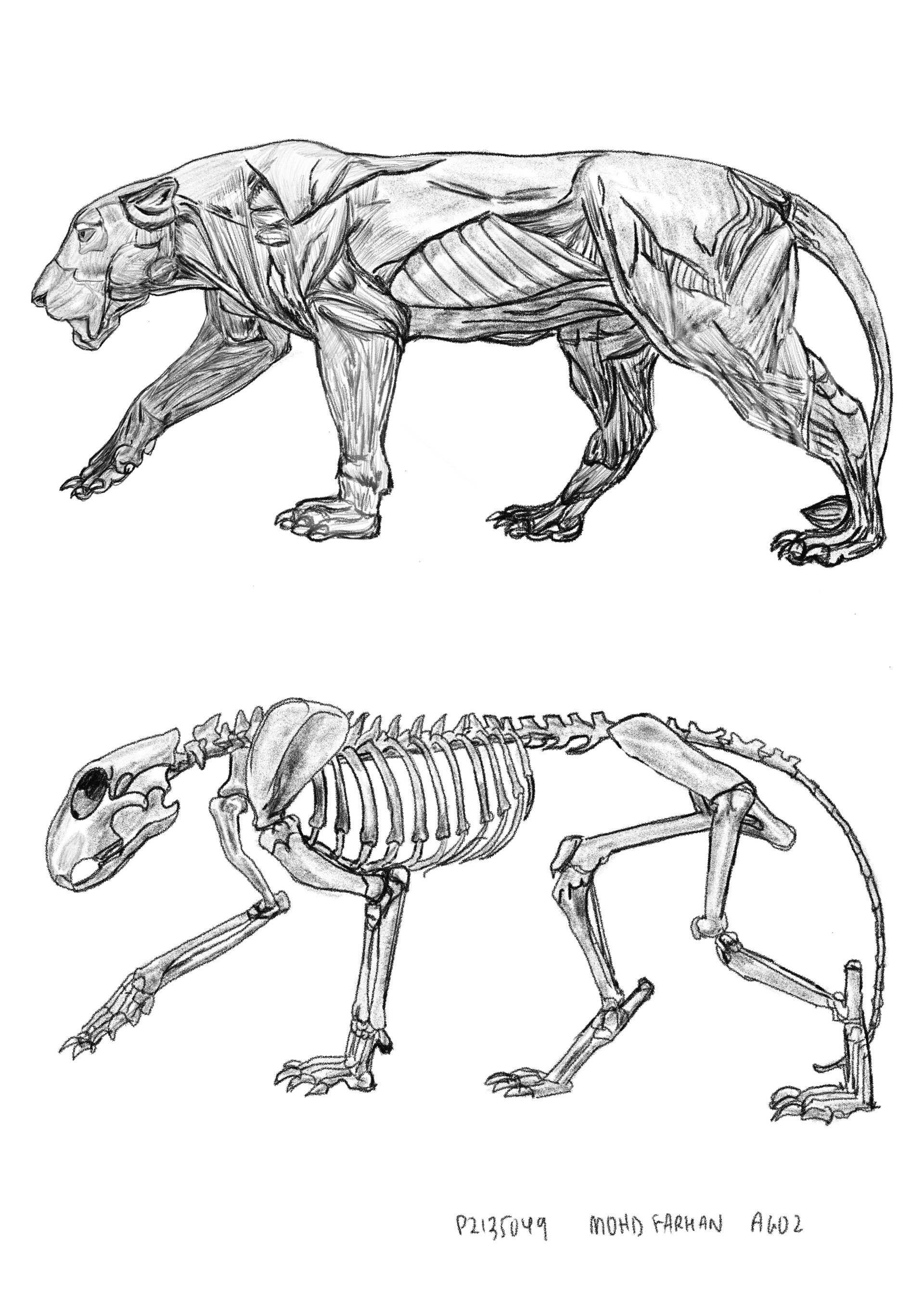ArtStation - Animal Anatomy