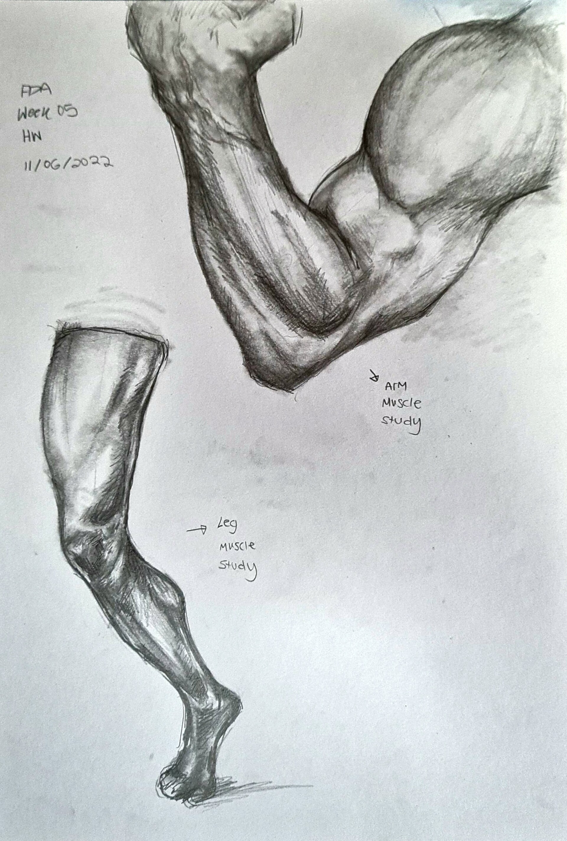 anatomy art compilation