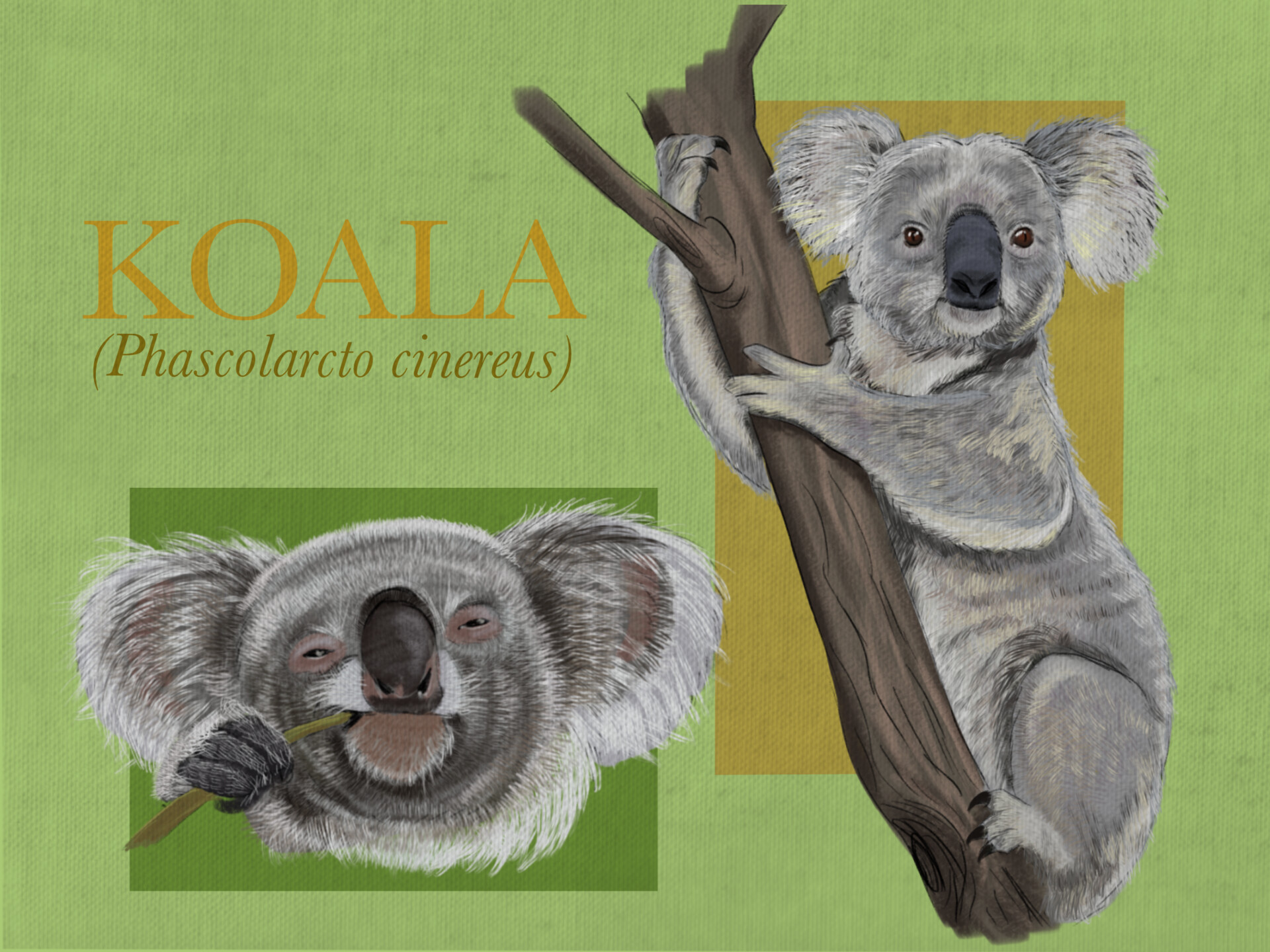 ArtStation - Koala scientist