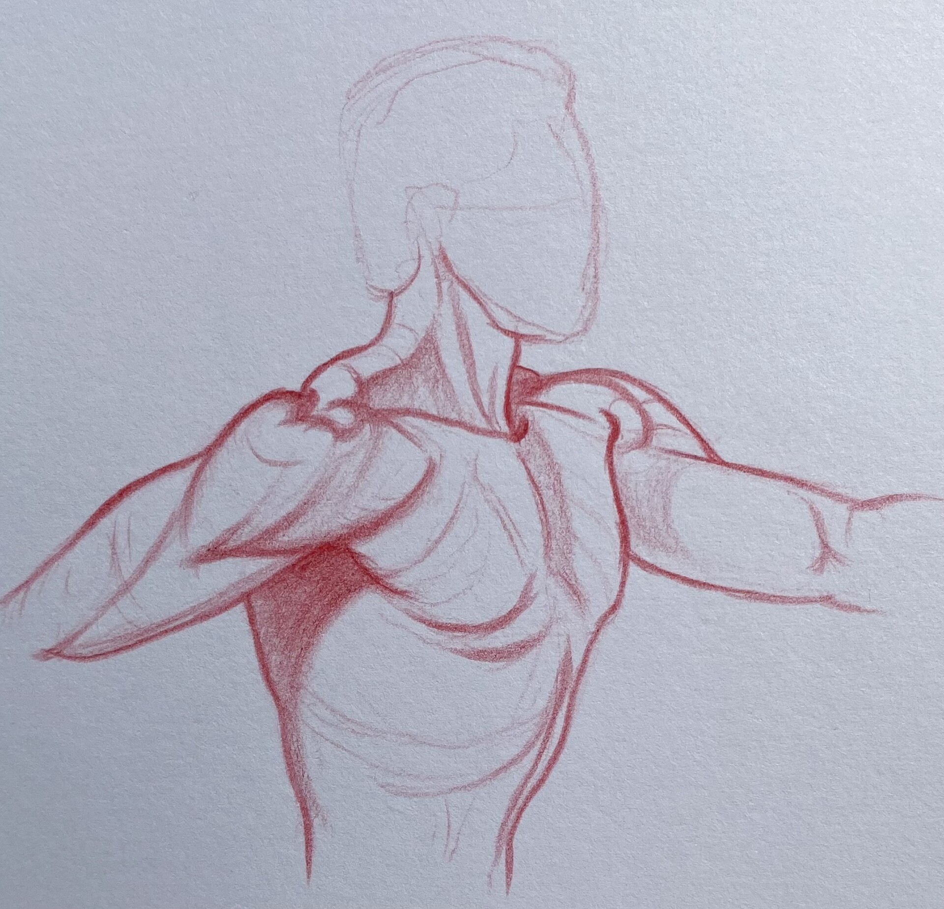 how to draw shoulders anatomy