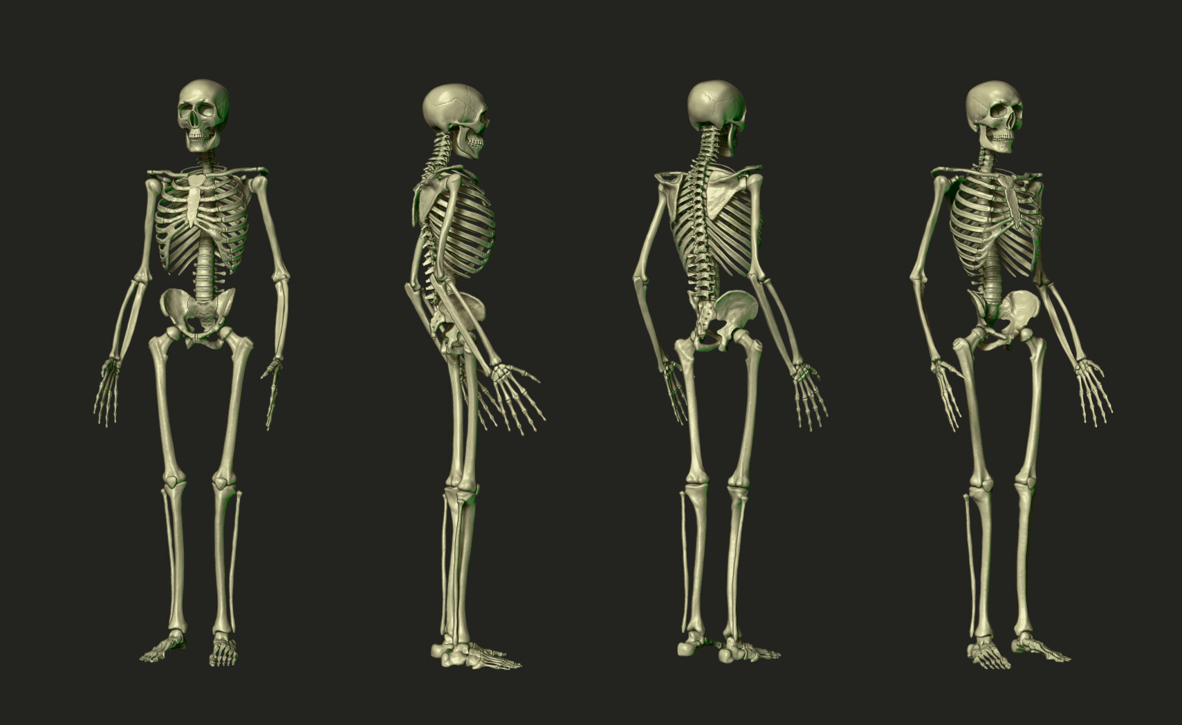 ArtStation - Anatomy Study - Skeleton