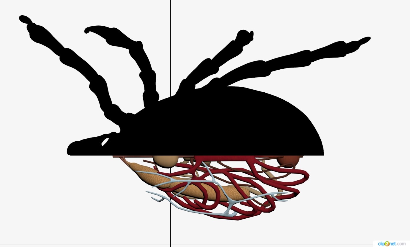 Sergey Egelsky - Tick Anatomy