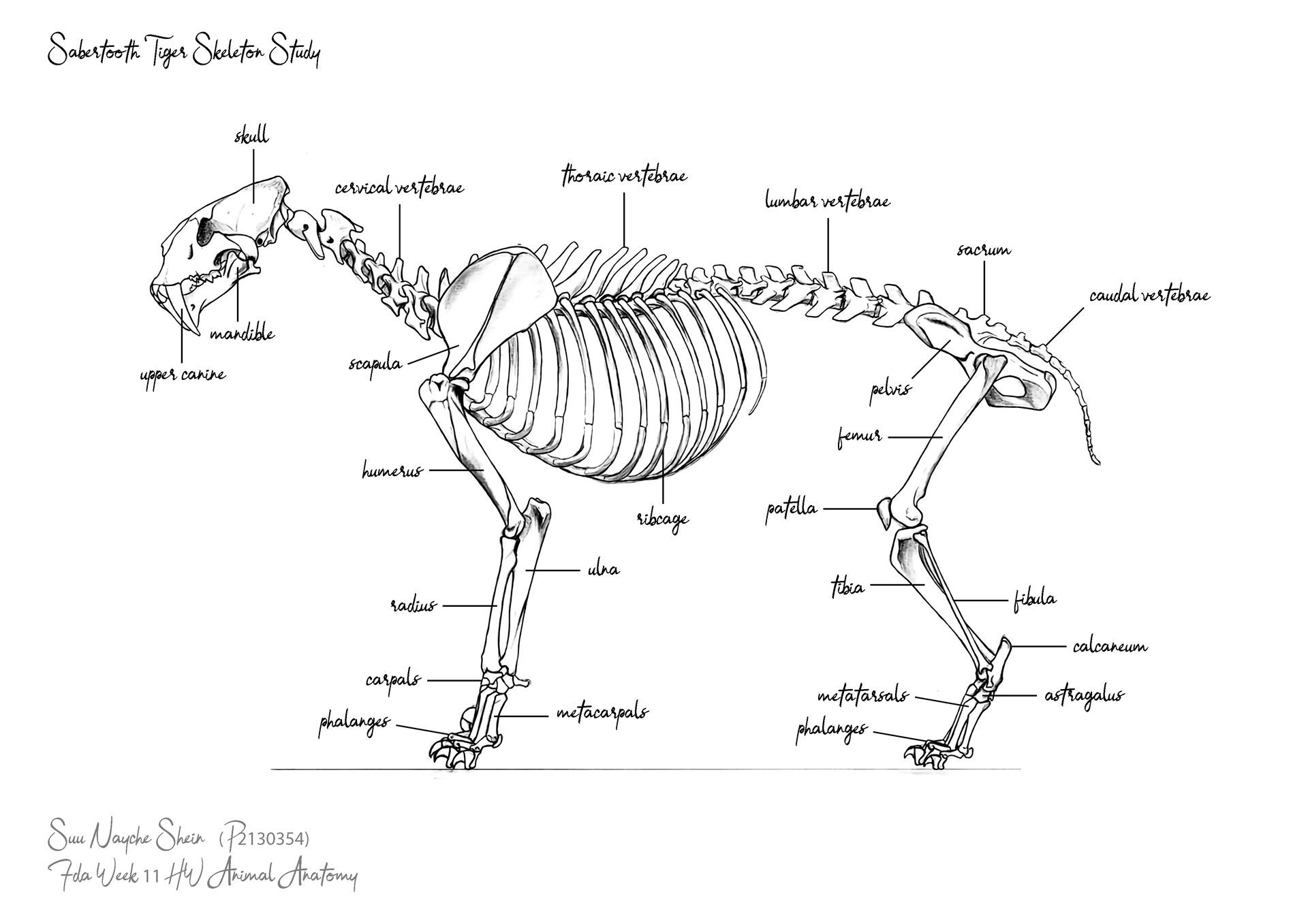Tiger Skeleton