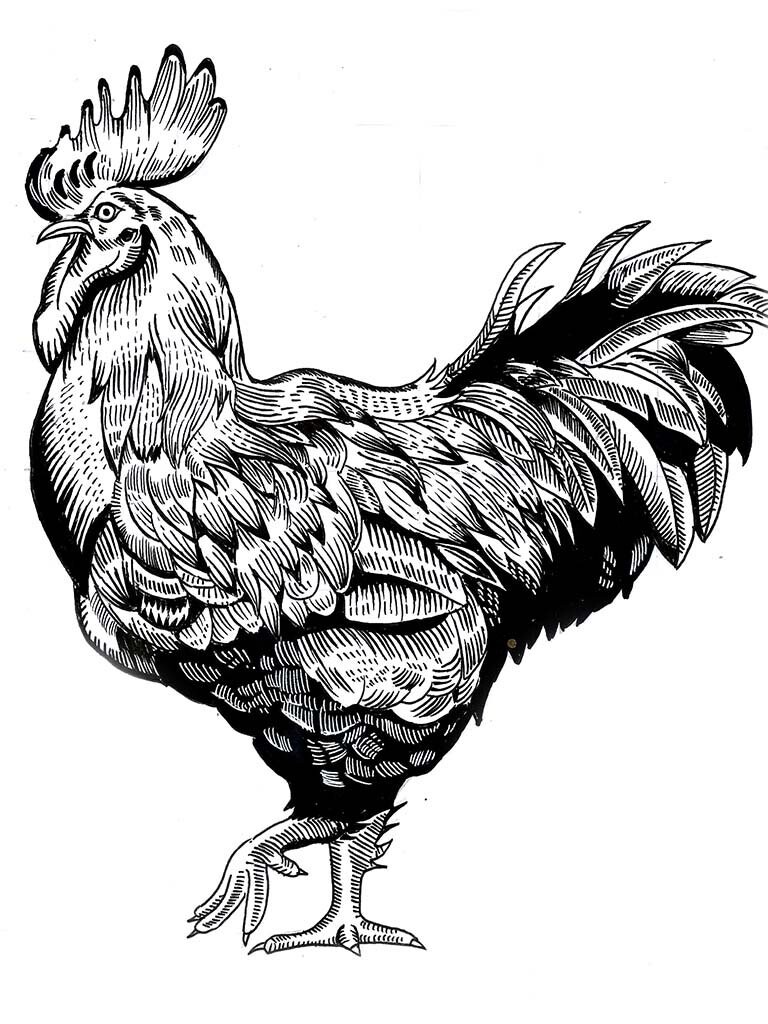 ArtStation - Rooster