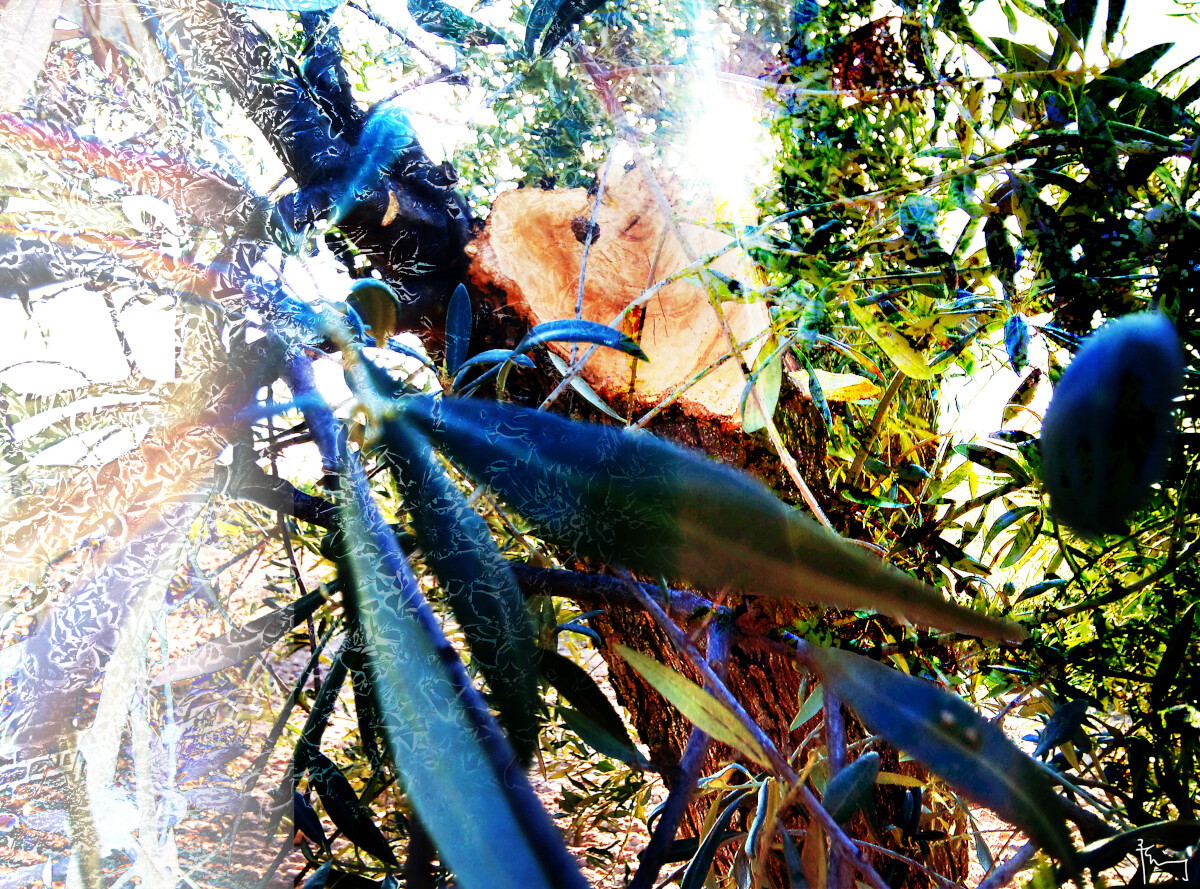 ArtStation - The Enchanted Forest #2. Renaissance