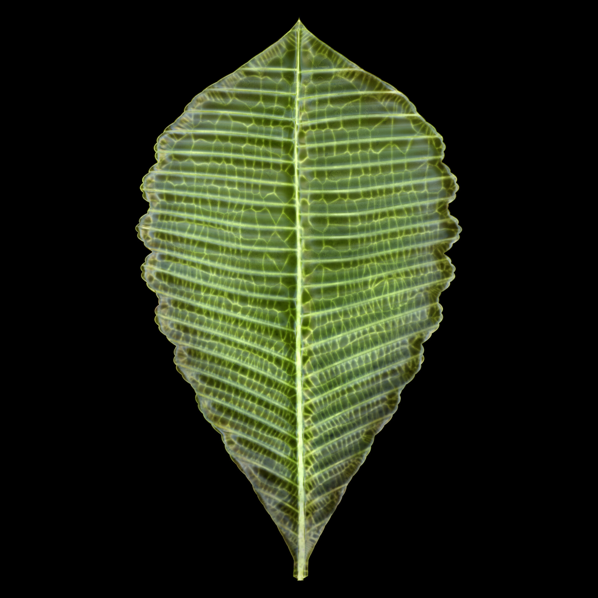 Portfolio - Ş. Atilla Gürbüz - Free Leaf Generator, Substance Designer