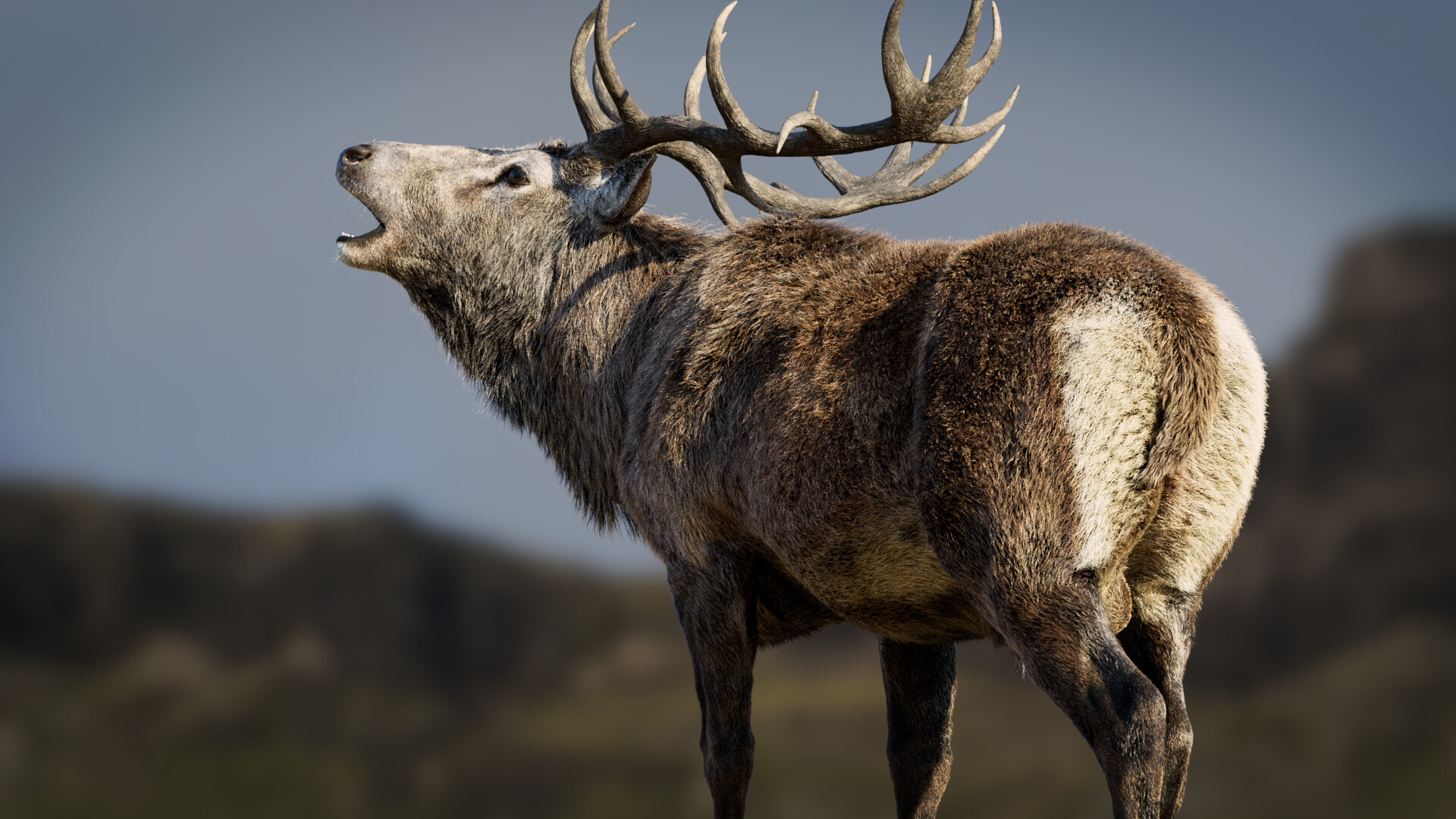 Aritz Basauri - Red deer stag