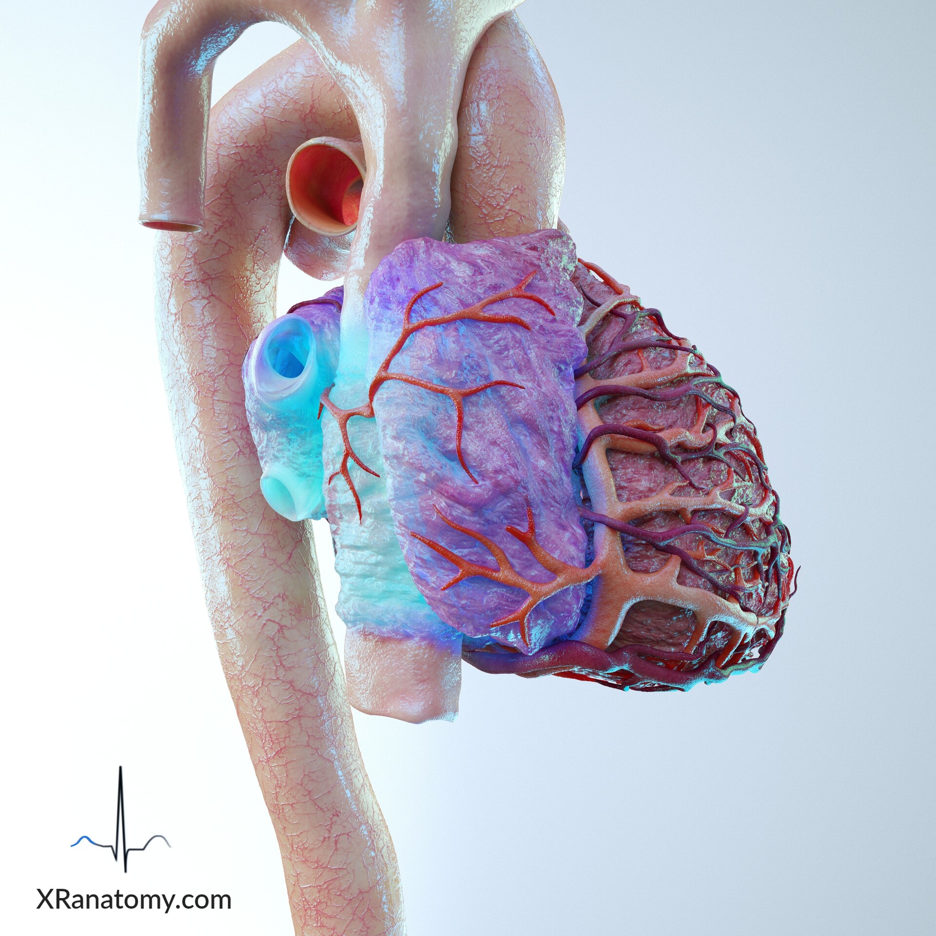 Bogdan Leahu - Heart's electrical activity