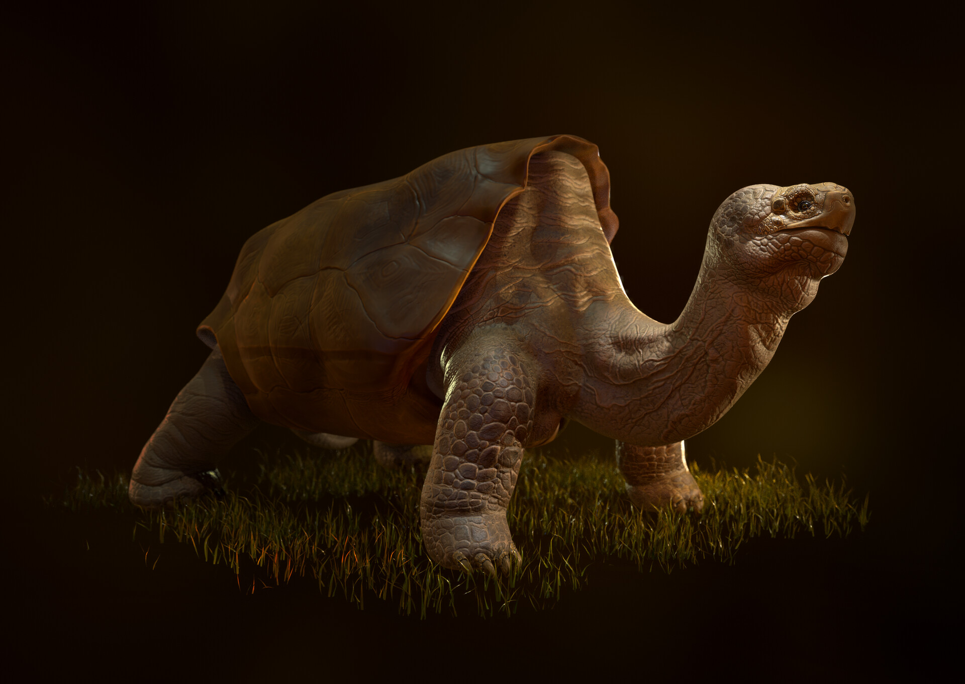 ArtStation - Galapagos Tortoise