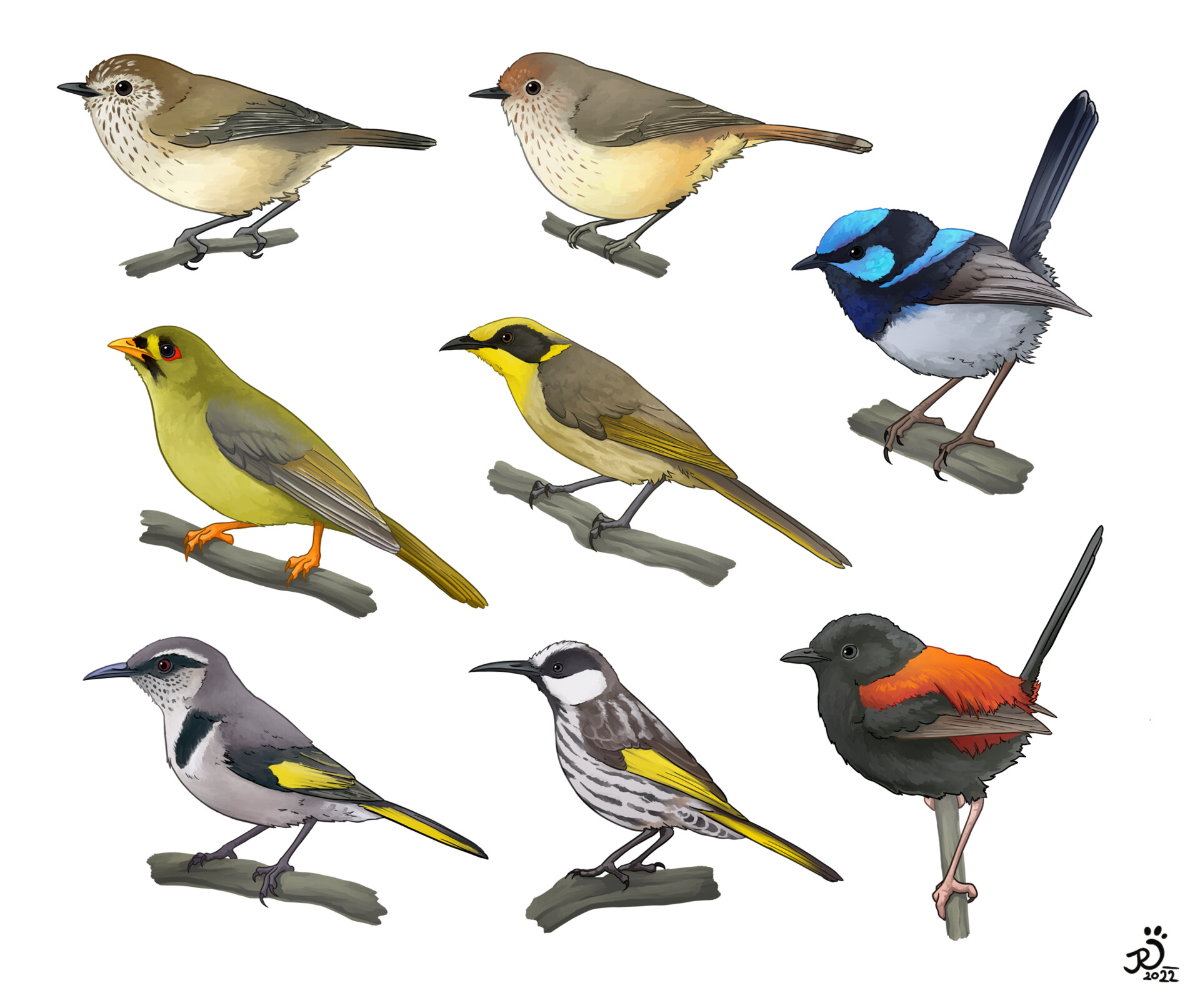 ArtStation - Birds of Australia