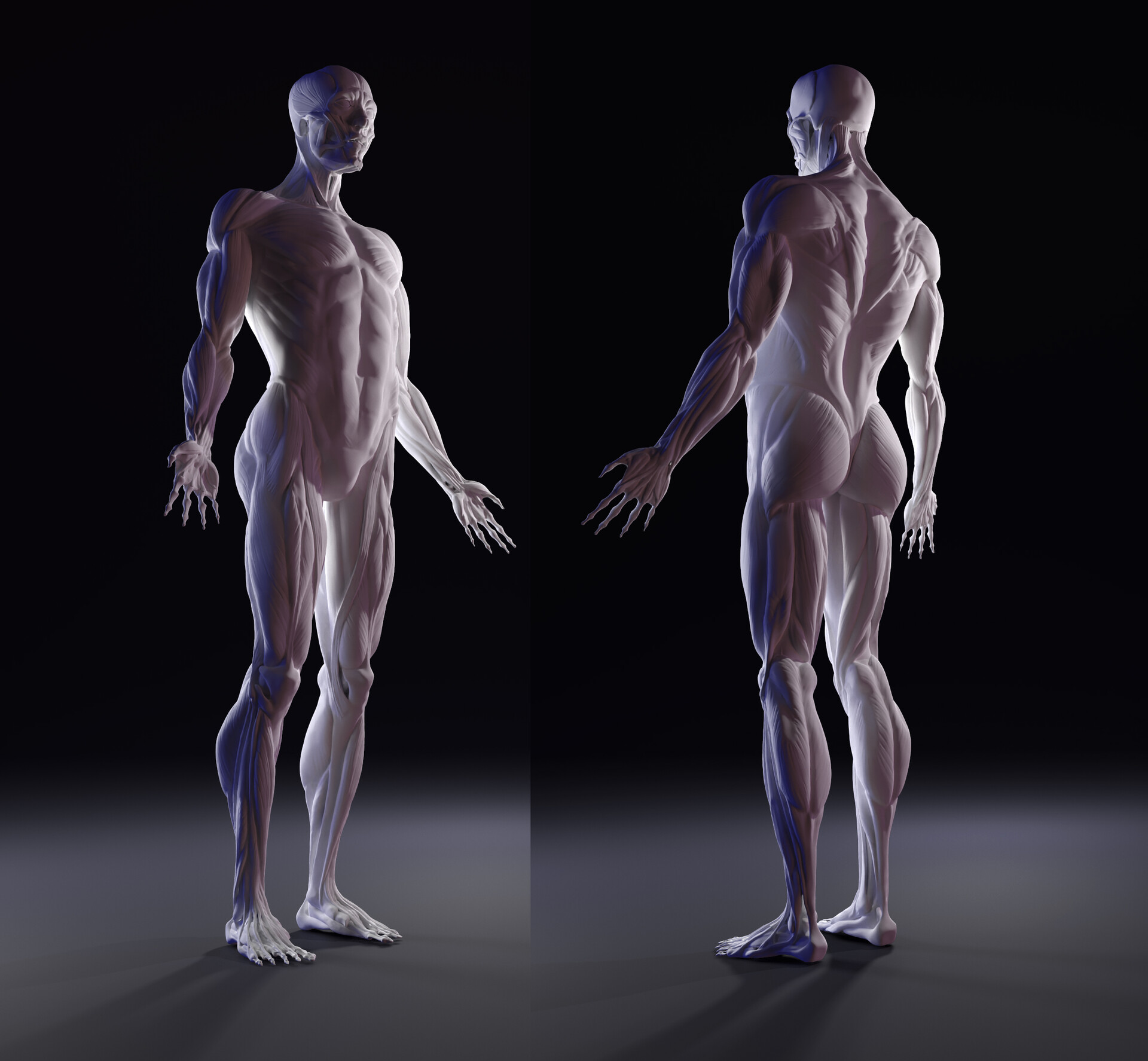 Rina Gavrilina - Muscle anatomy