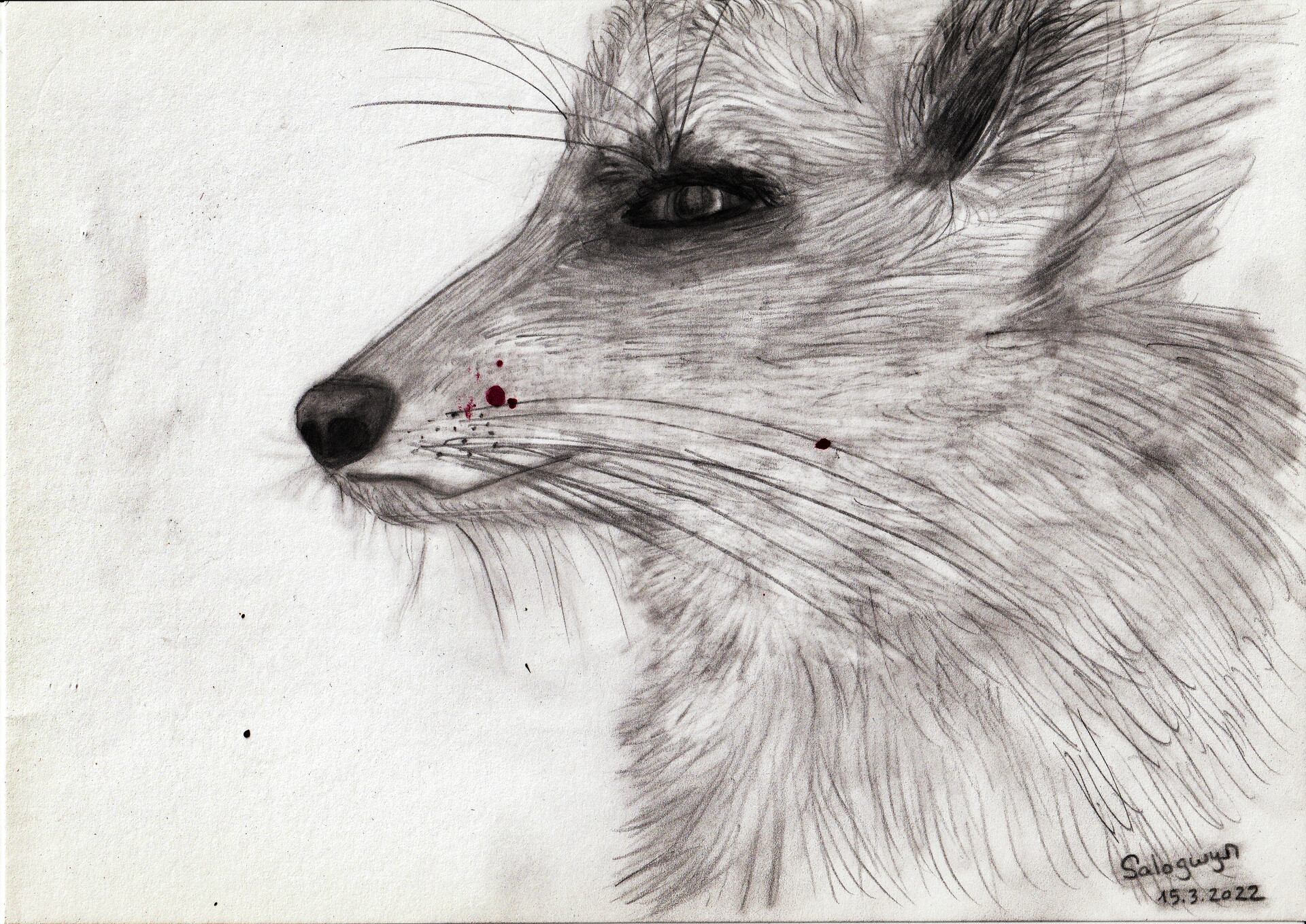 ArtStation - Fox, pencil drawing