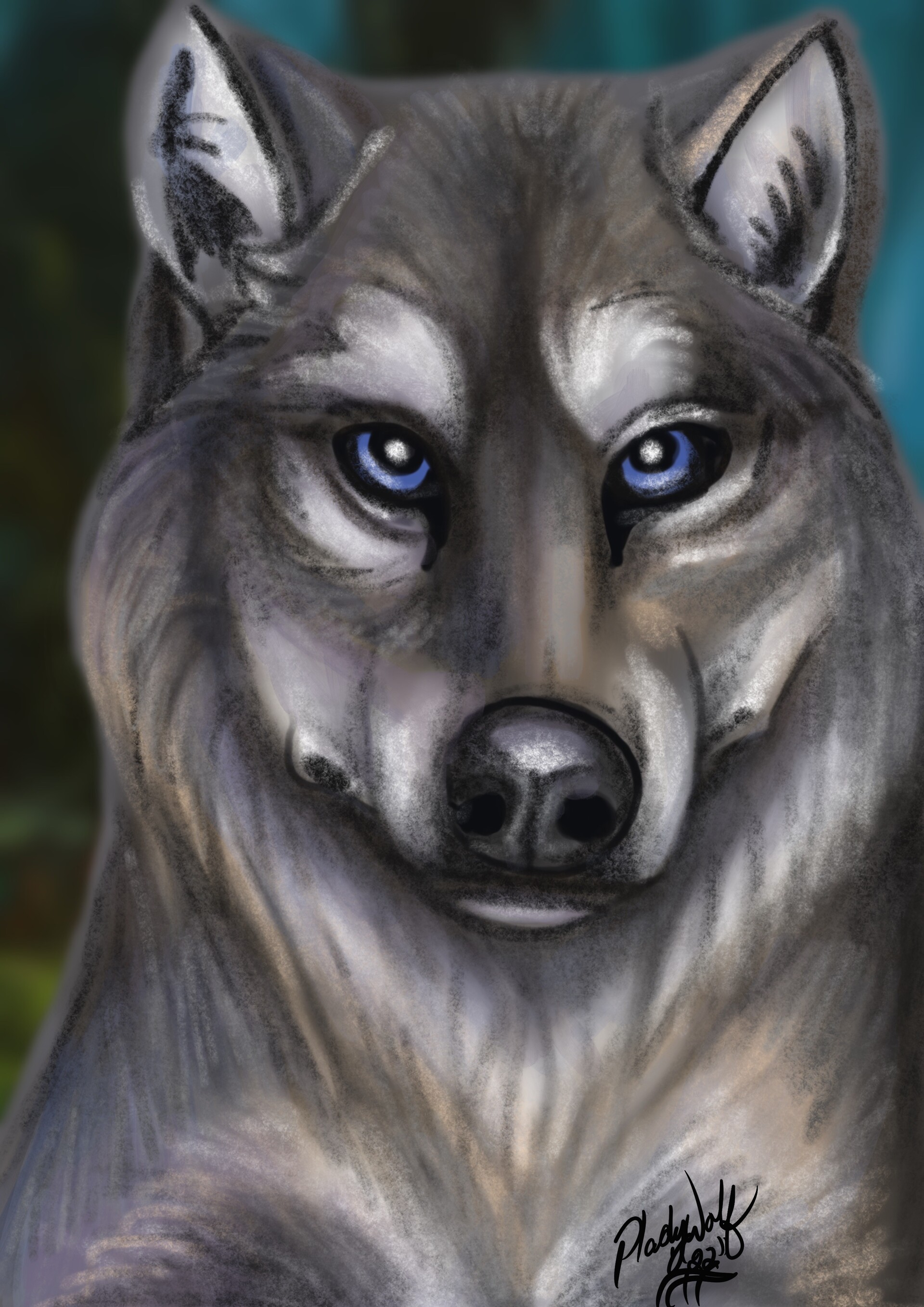 Grey Wolf With Blue Eyes Drawing