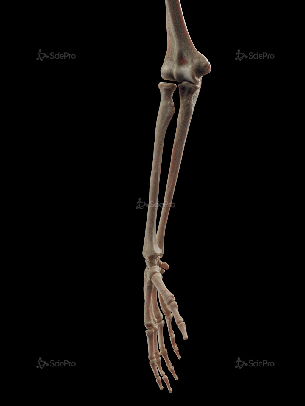 Big5 Studio - Male Anatomy - Skeletal System