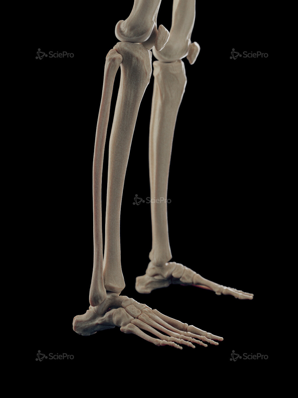 Big5 Studio - Male Anatomy - Skeletal System