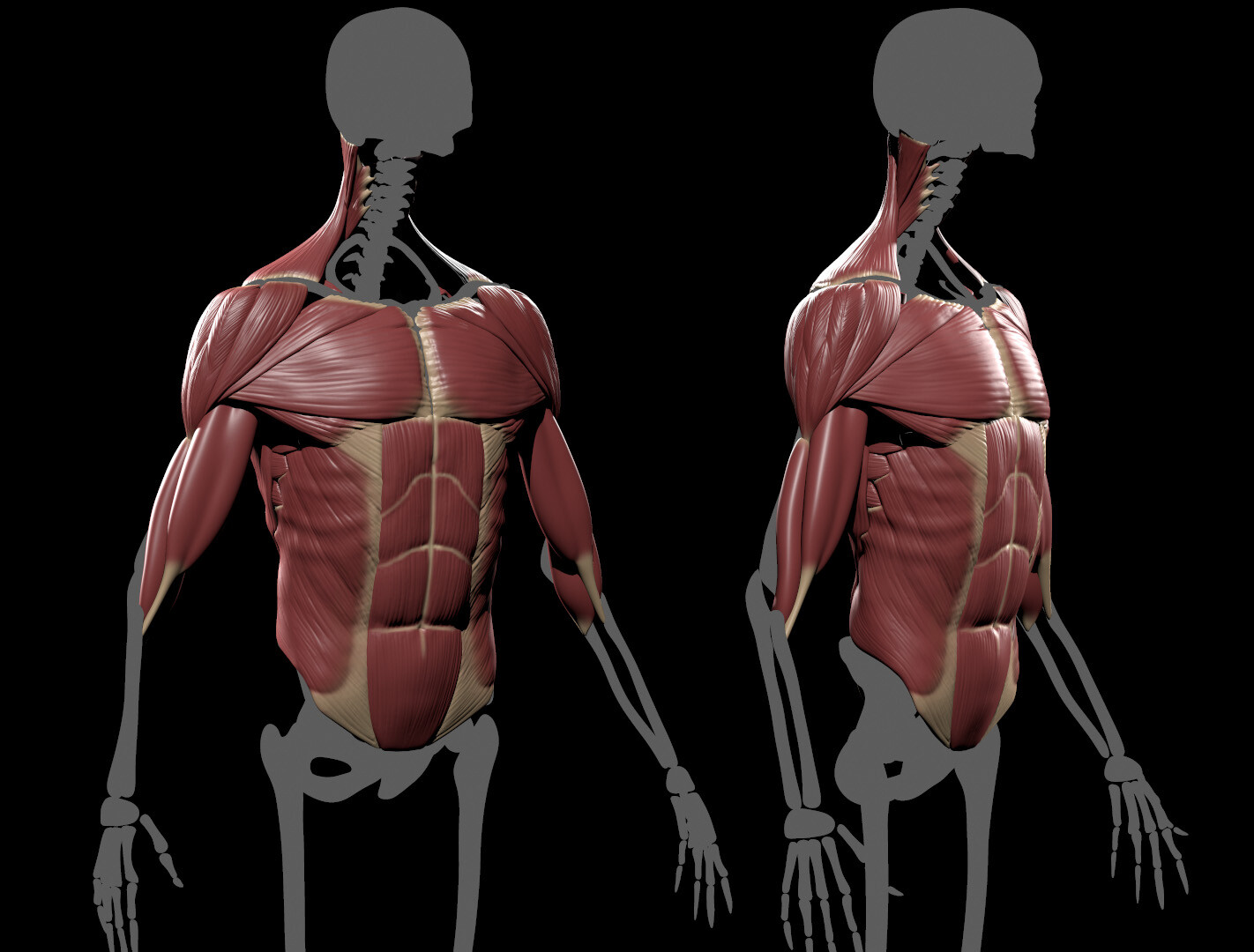 ArtStation - ecorche study