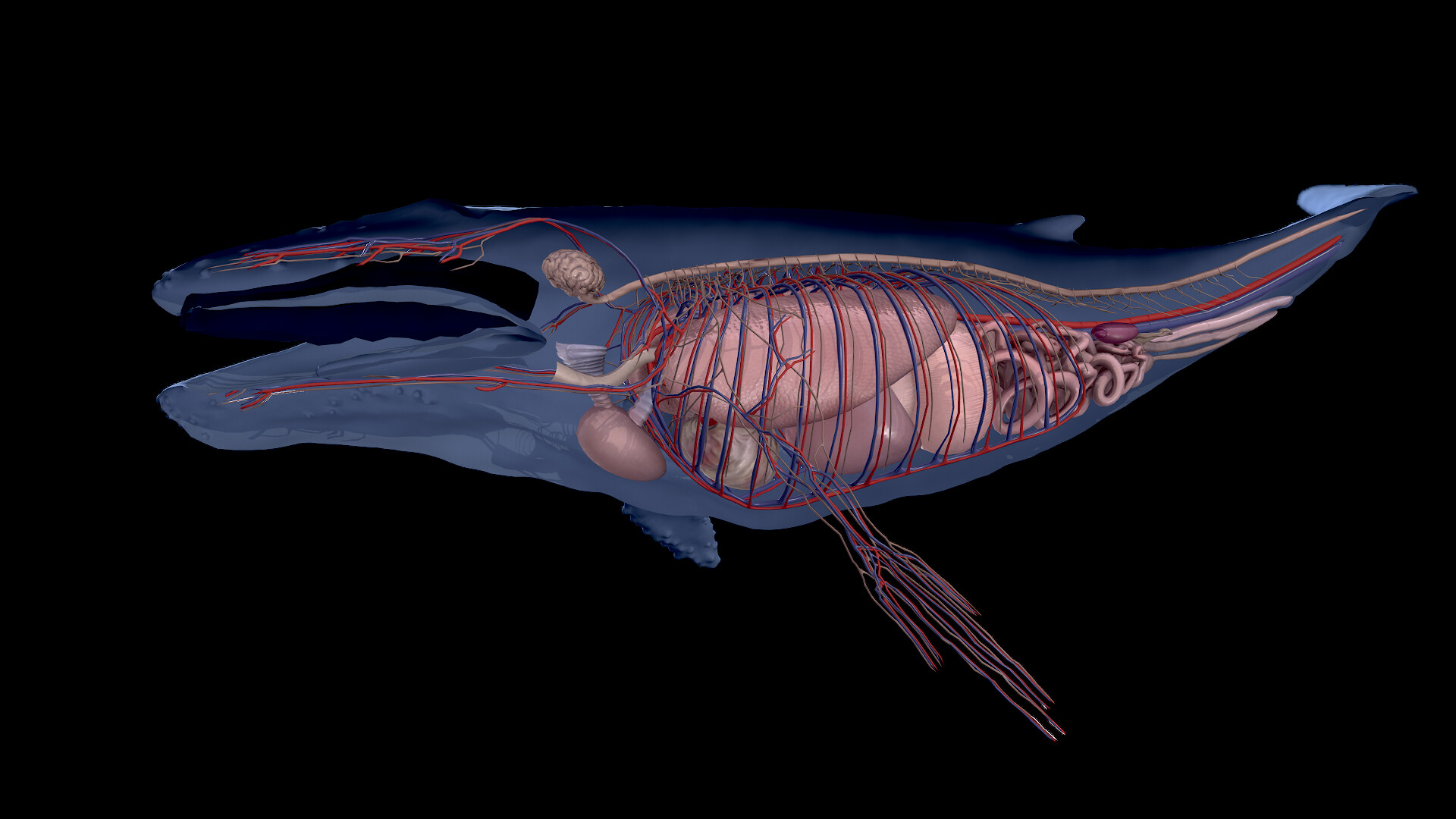 Sergey Egelsky - Whale anatomy