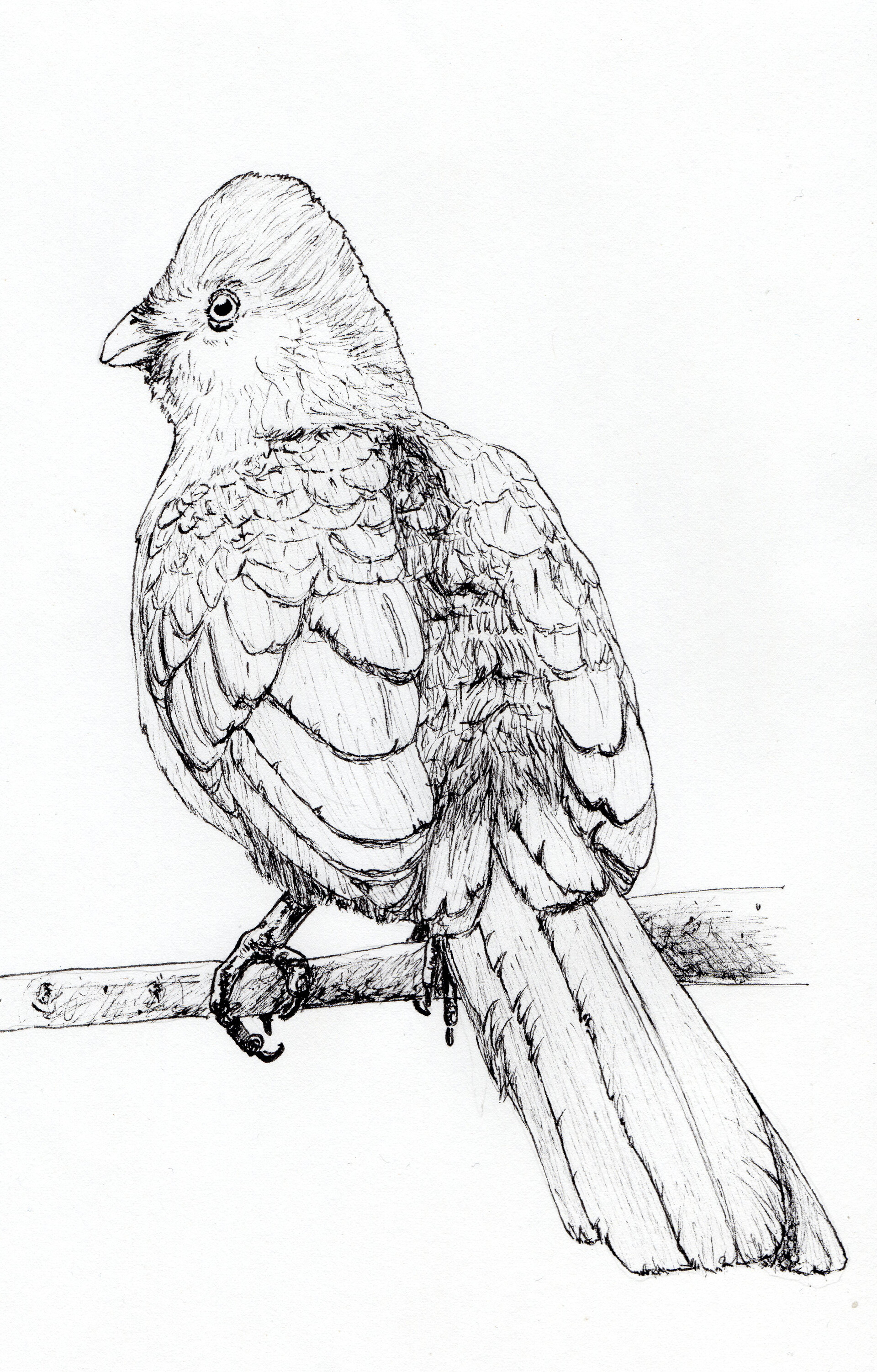 ArtStation - Red-Crested Turaco