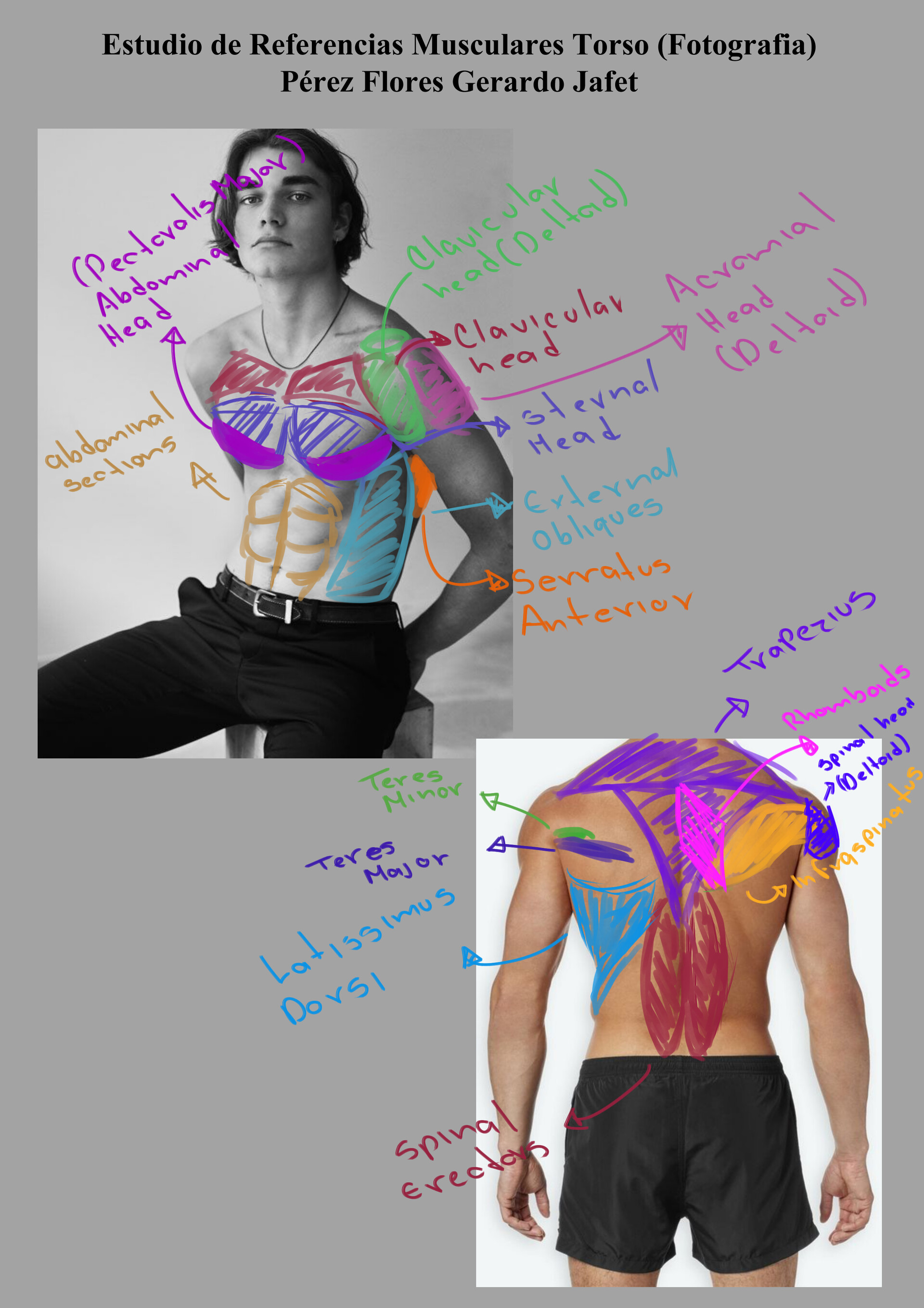 ArtStation - Anatomy study