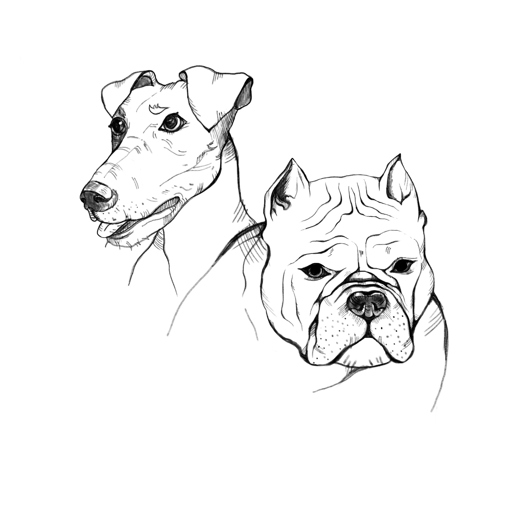 ArtStation - two dogs