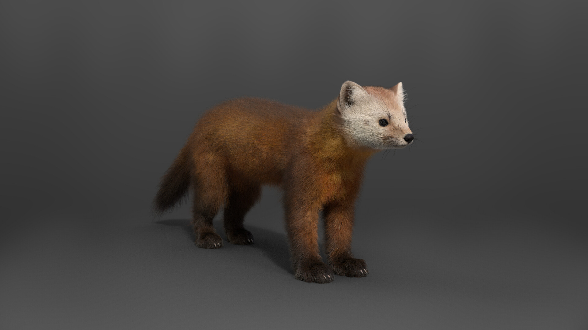 VFX models - American Marten Animated