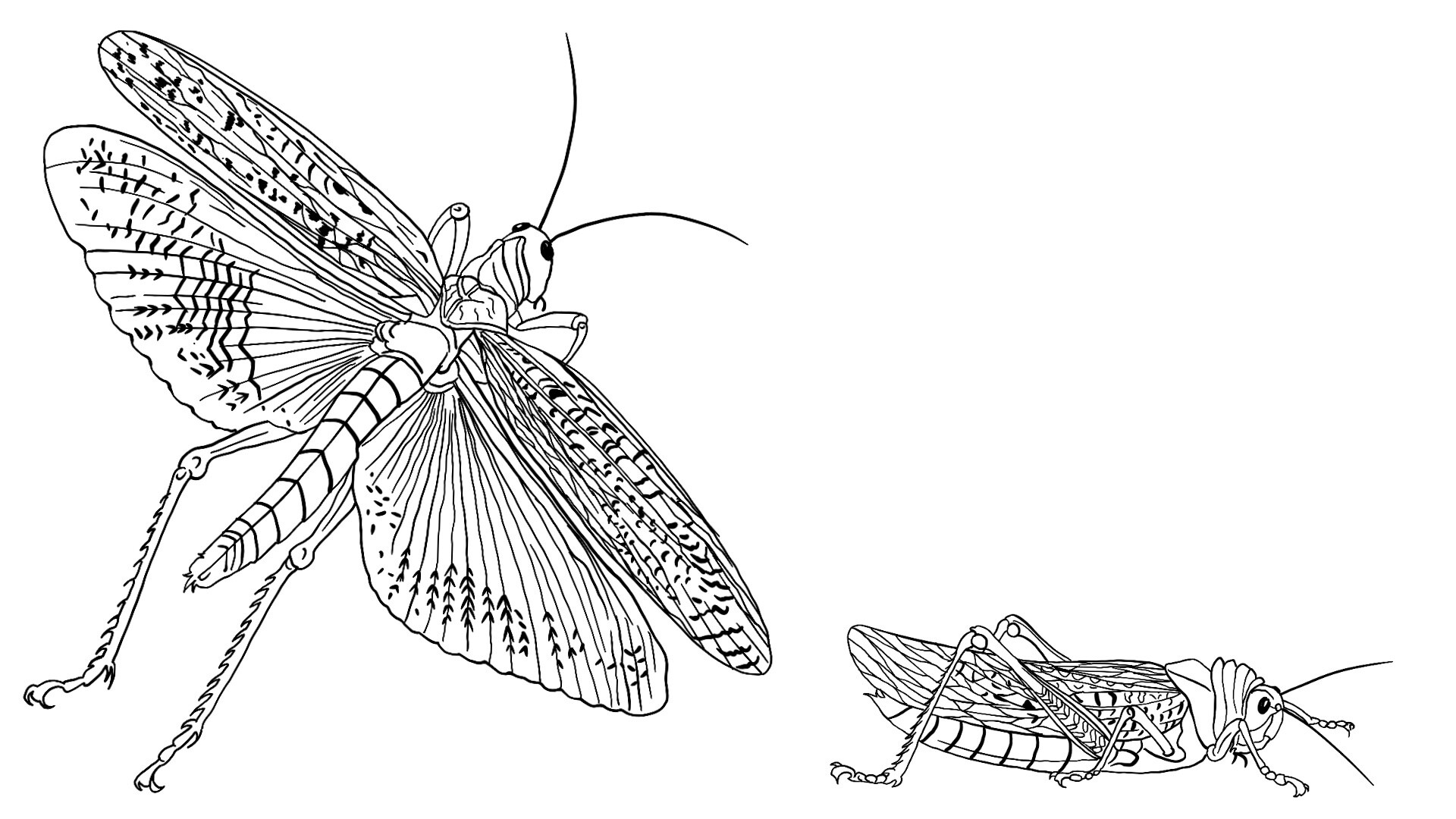 Shubham Mistri - Line art illustrations