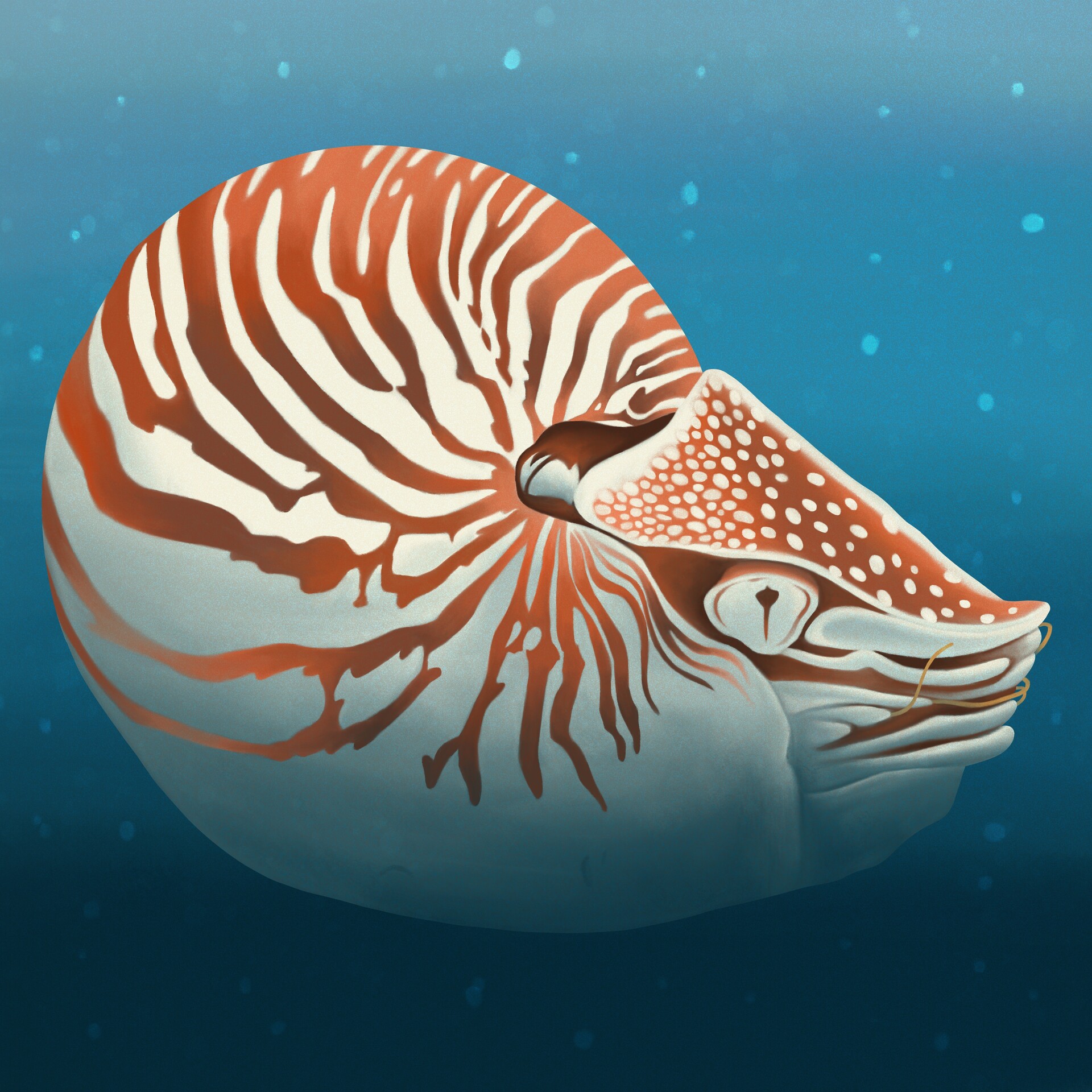 ArtStation - Nautilus illustration