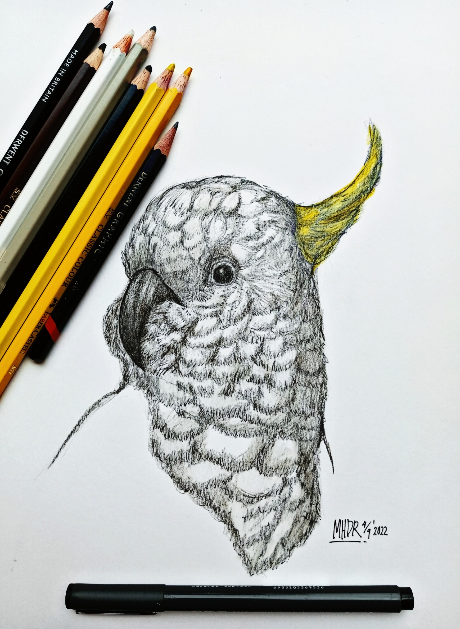 ArtStation - cockatoo drawing