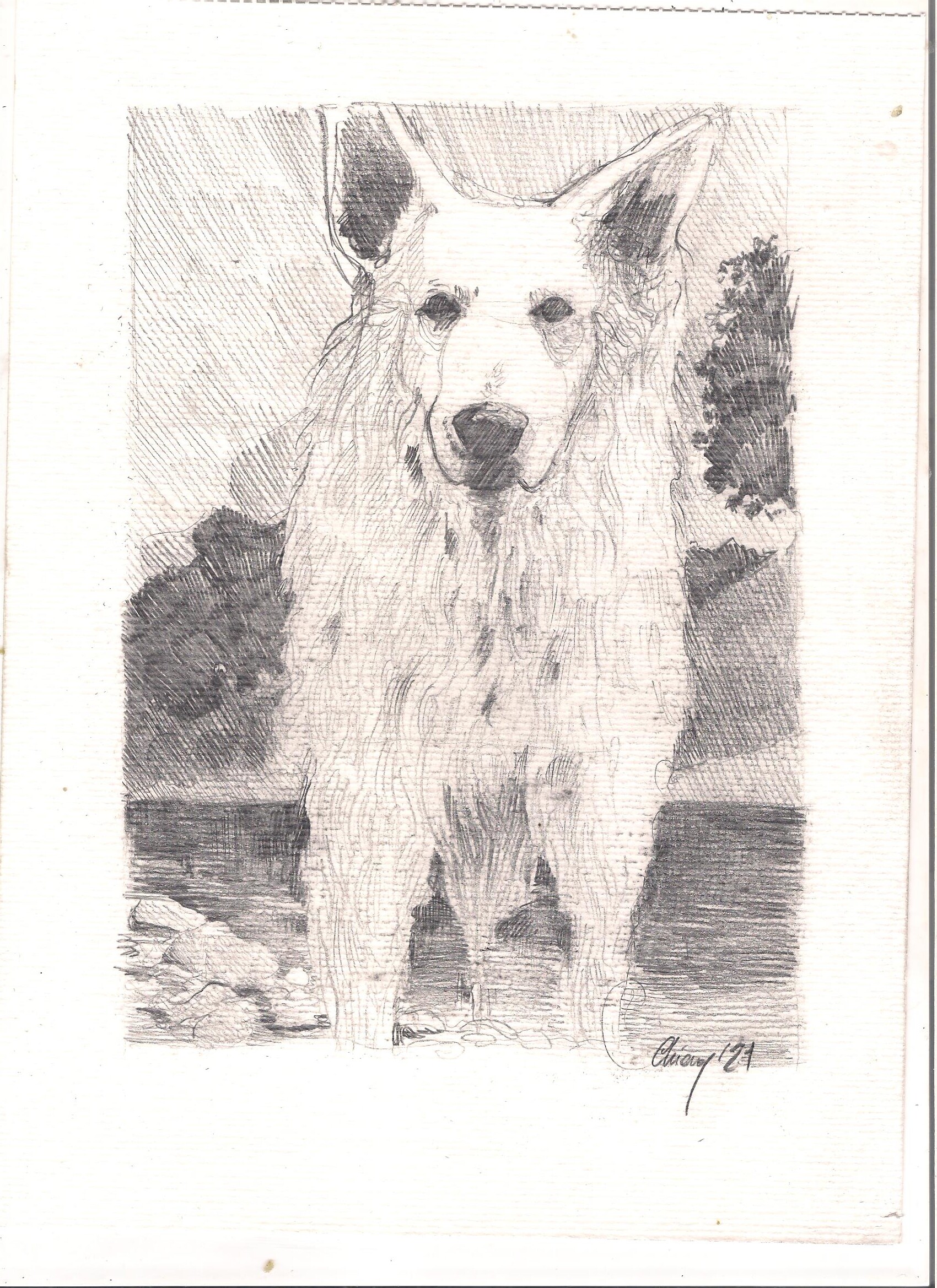 ArtStation - Mala, the white Swiss Shepherd Dog