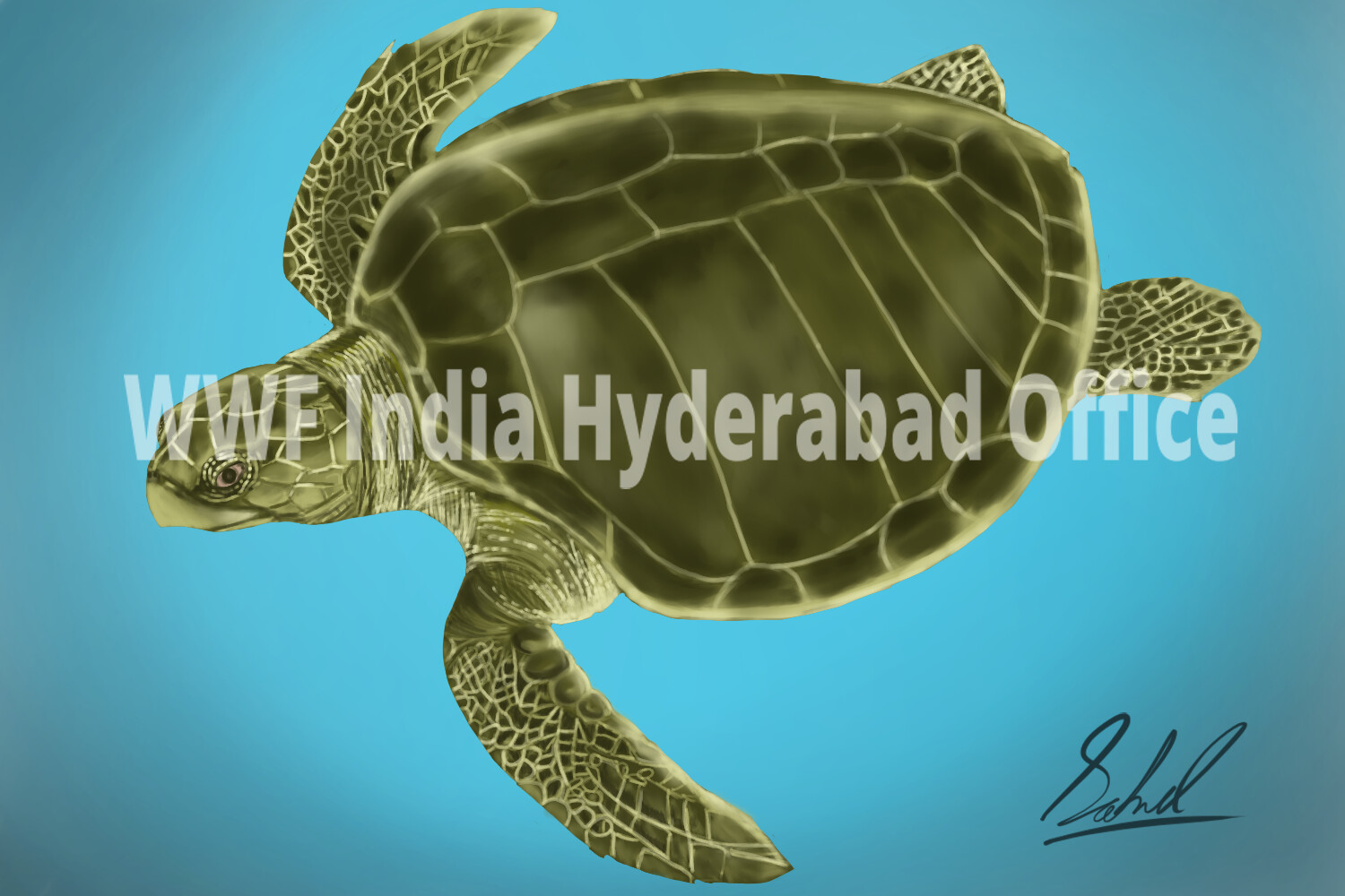 Sahil - Olive Ridley Turtle