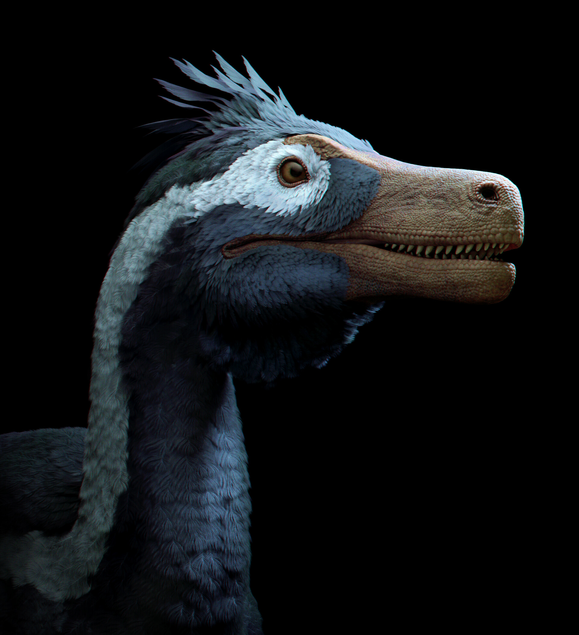 Ayla McIntyre - Adasaurus