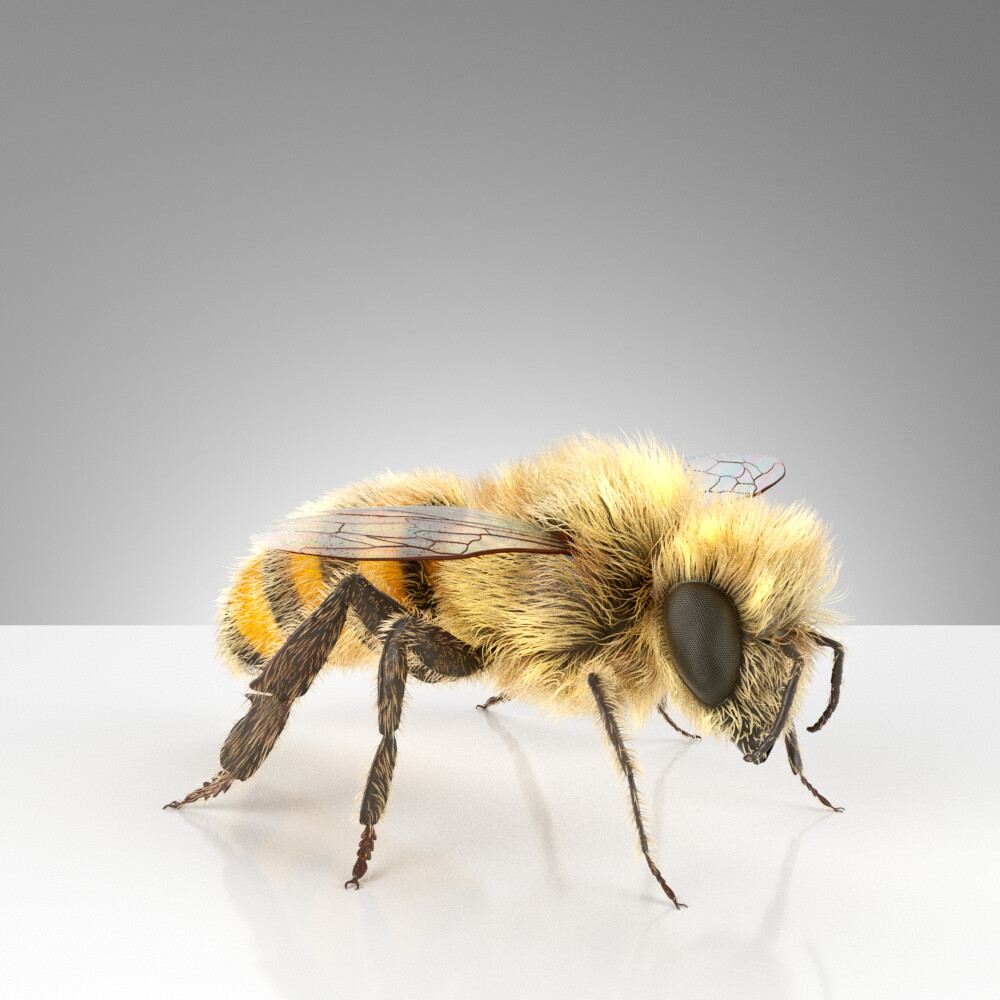 ArtStation - Realistic Honey Bee