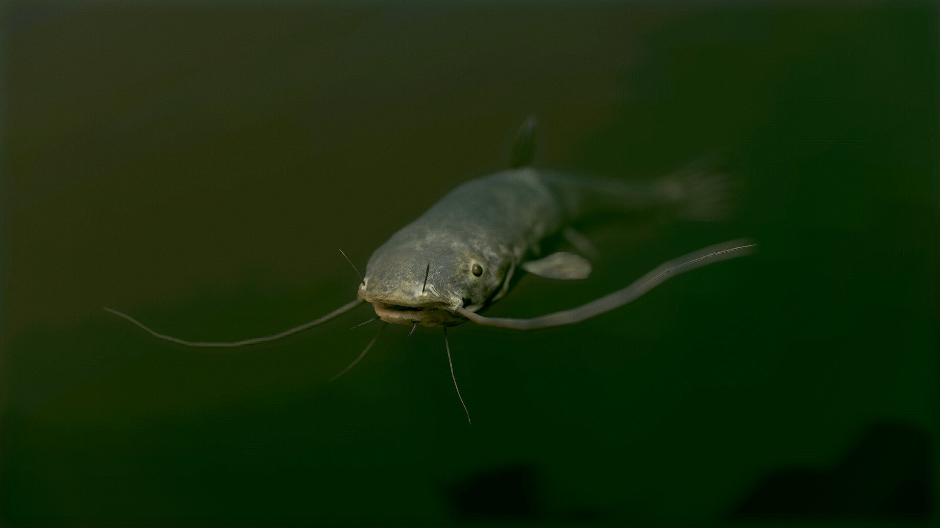 ArtStation - Creature list - 002/catfish