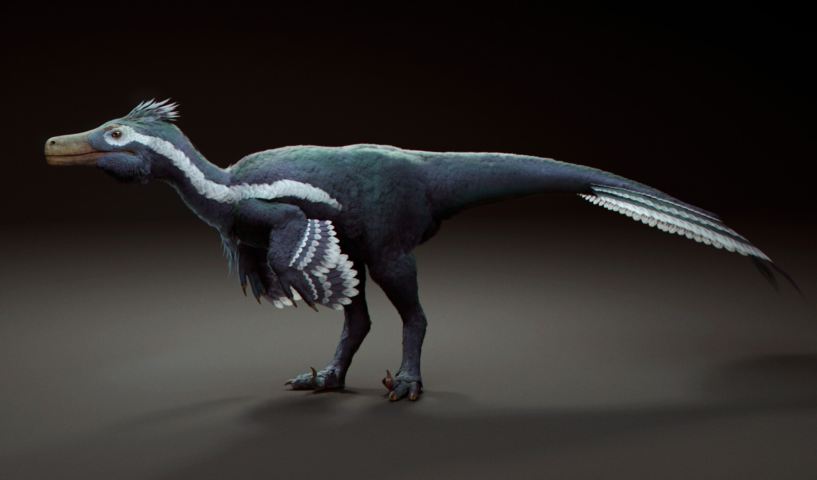 Ayla McIntyre - Adasaurus