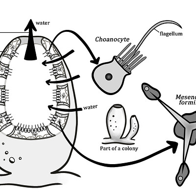 fucus life cycle