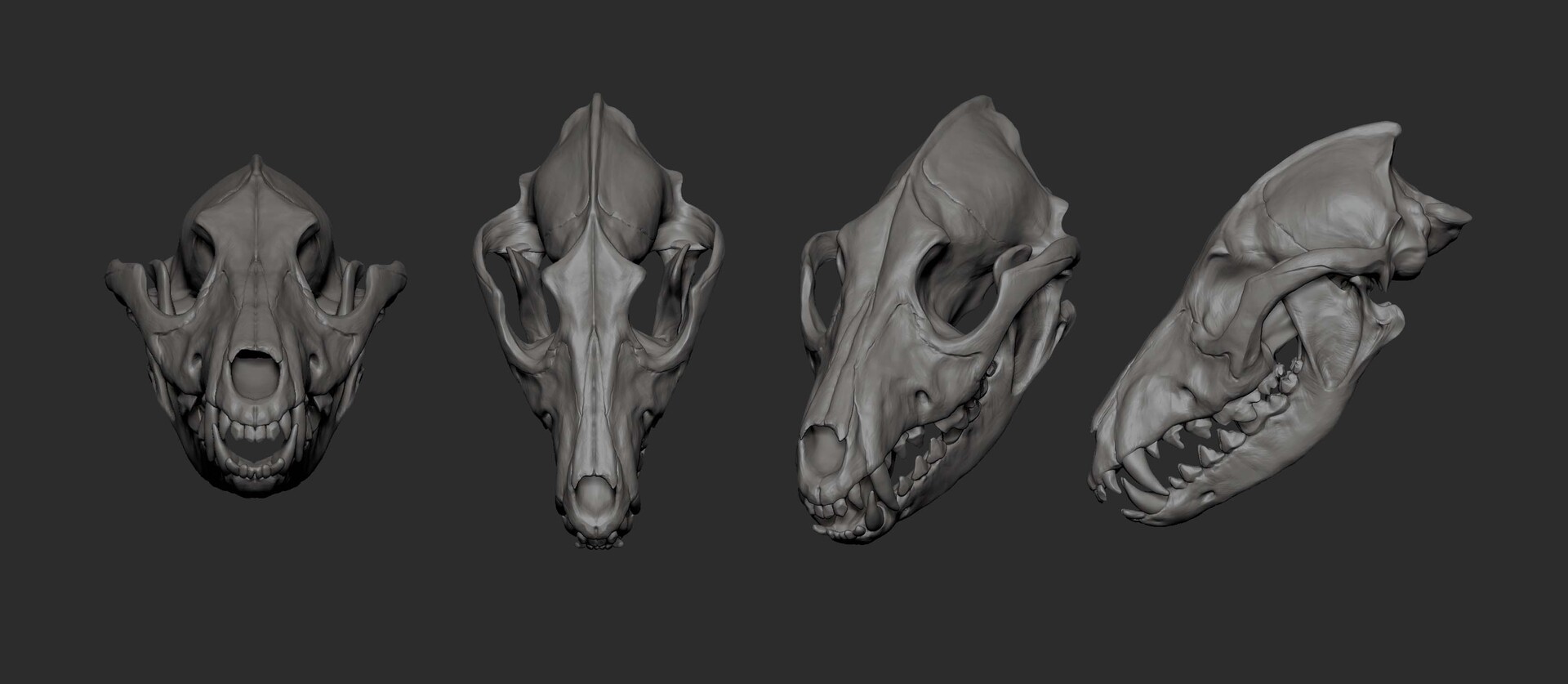 jackal skull 3d