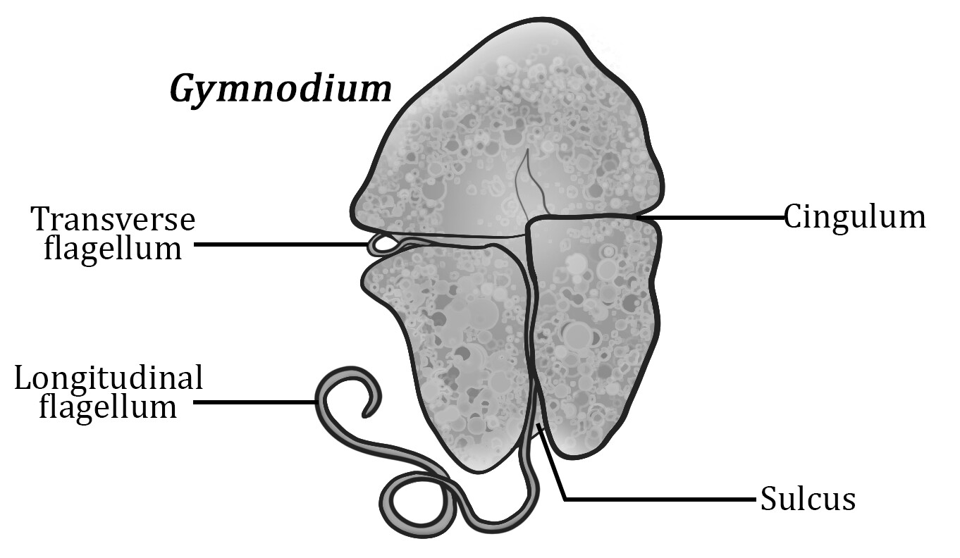 ArtStation - Gymnodium