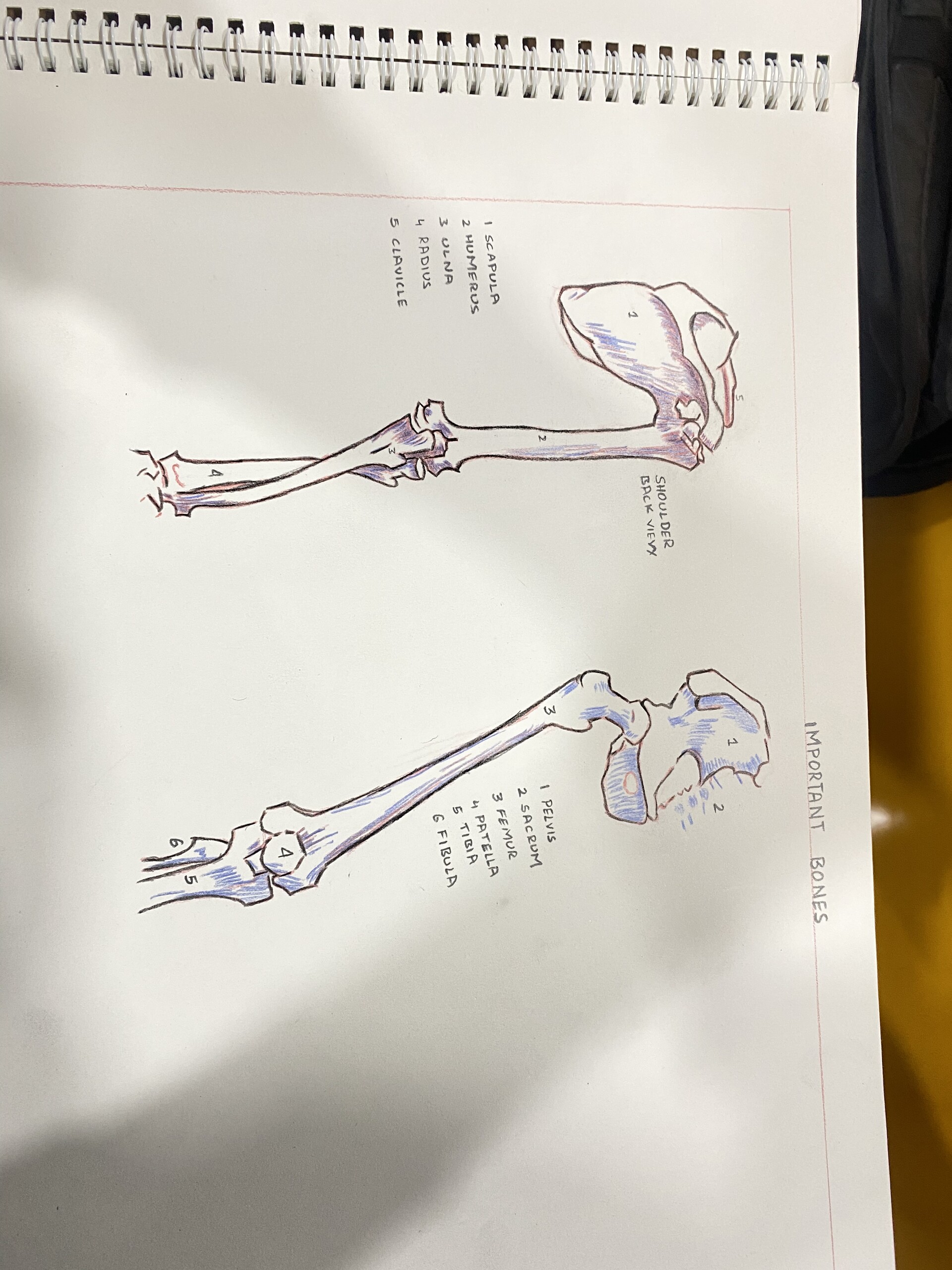 ArtStation - Important Bones