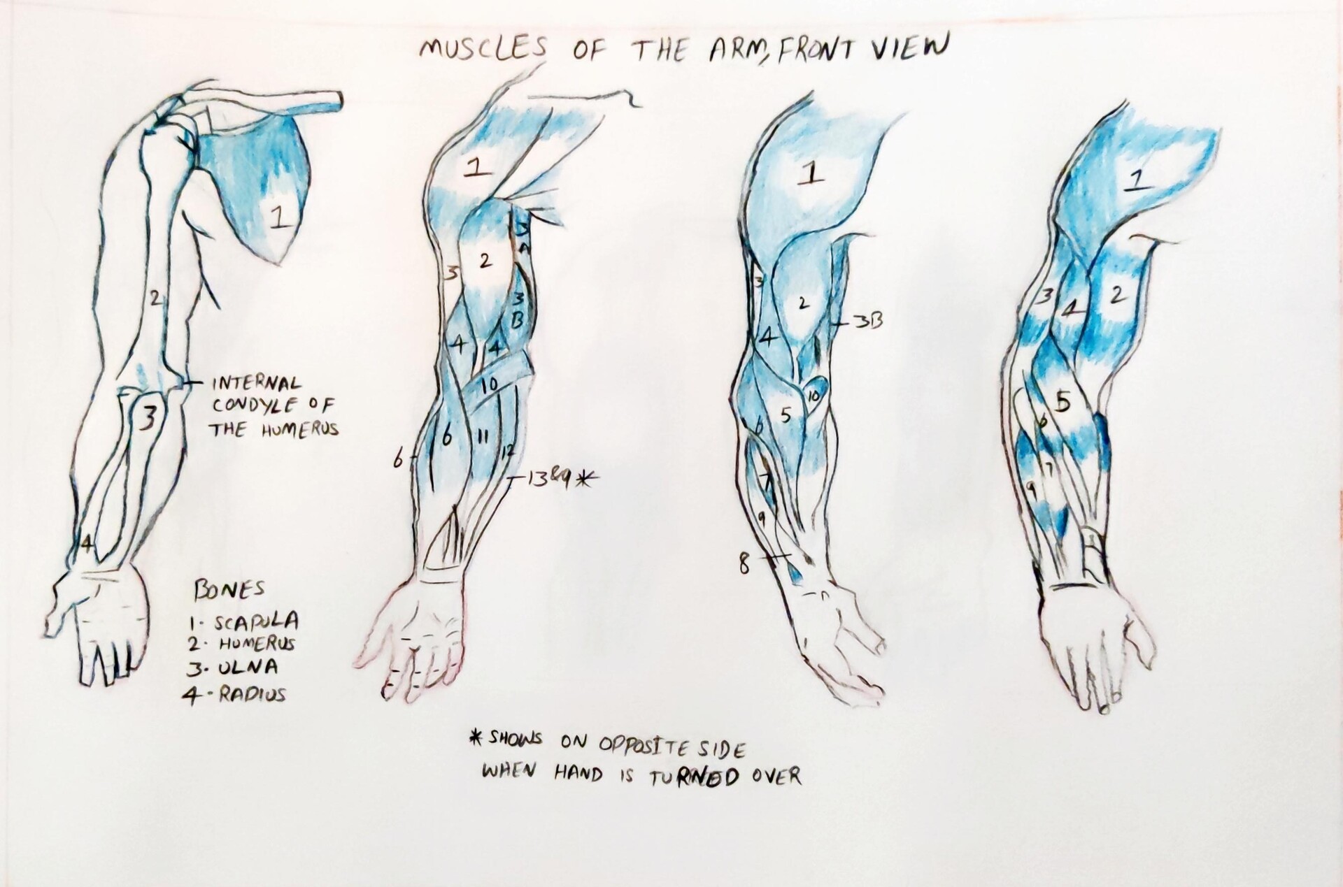 ArtStation - Muscles on the Arm