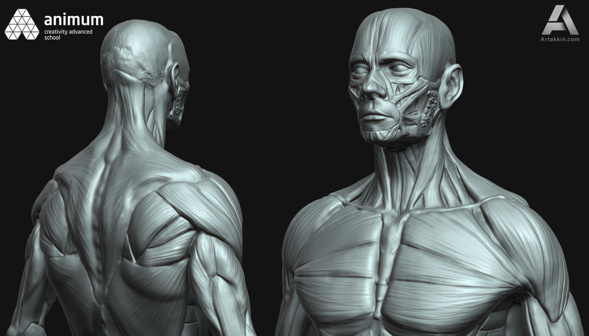 ArtStation - Anatomy Study (Animum)