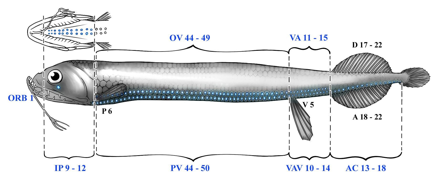 Guillaume Rech - Stomiiformes
