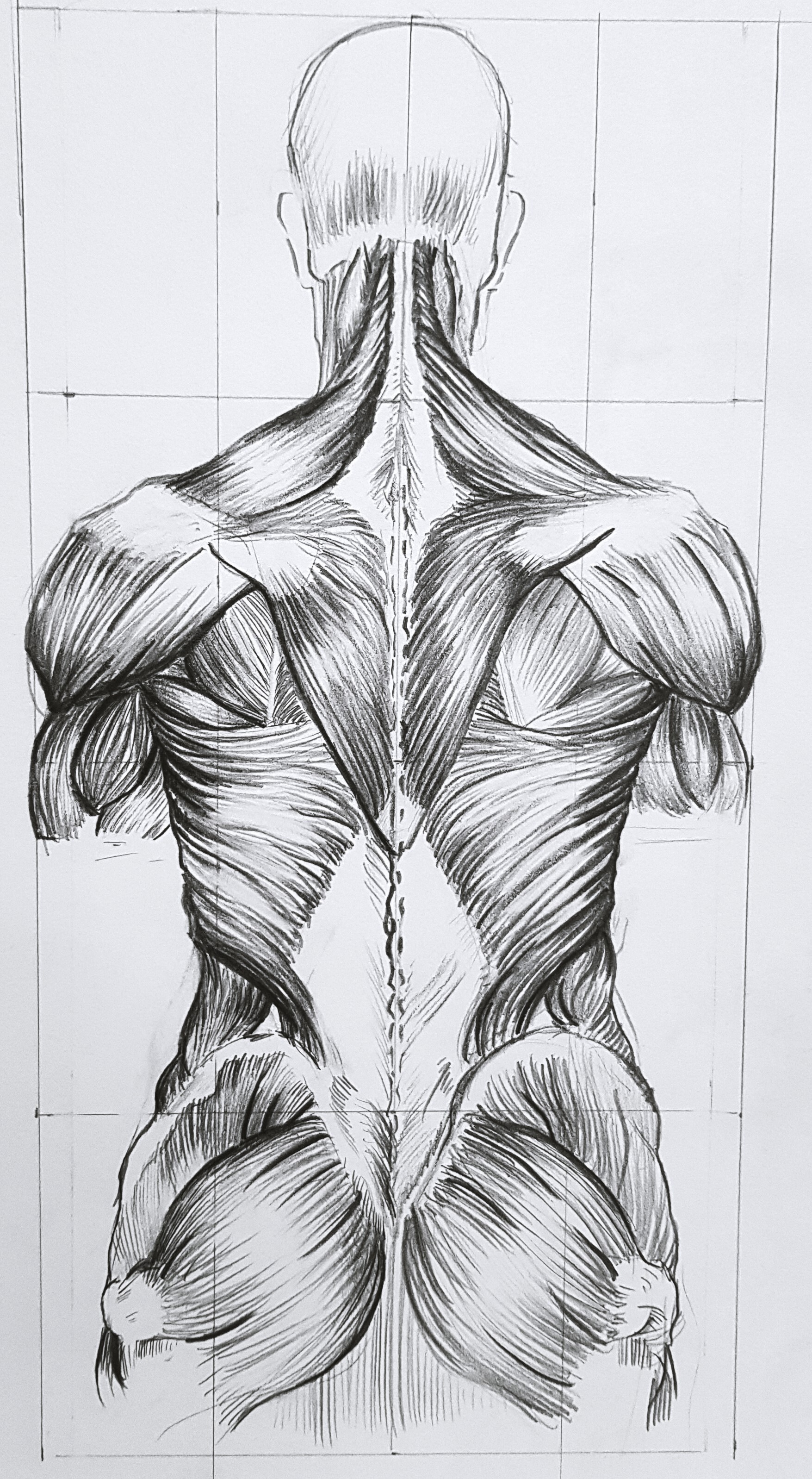 Muscles Du Dos Humain