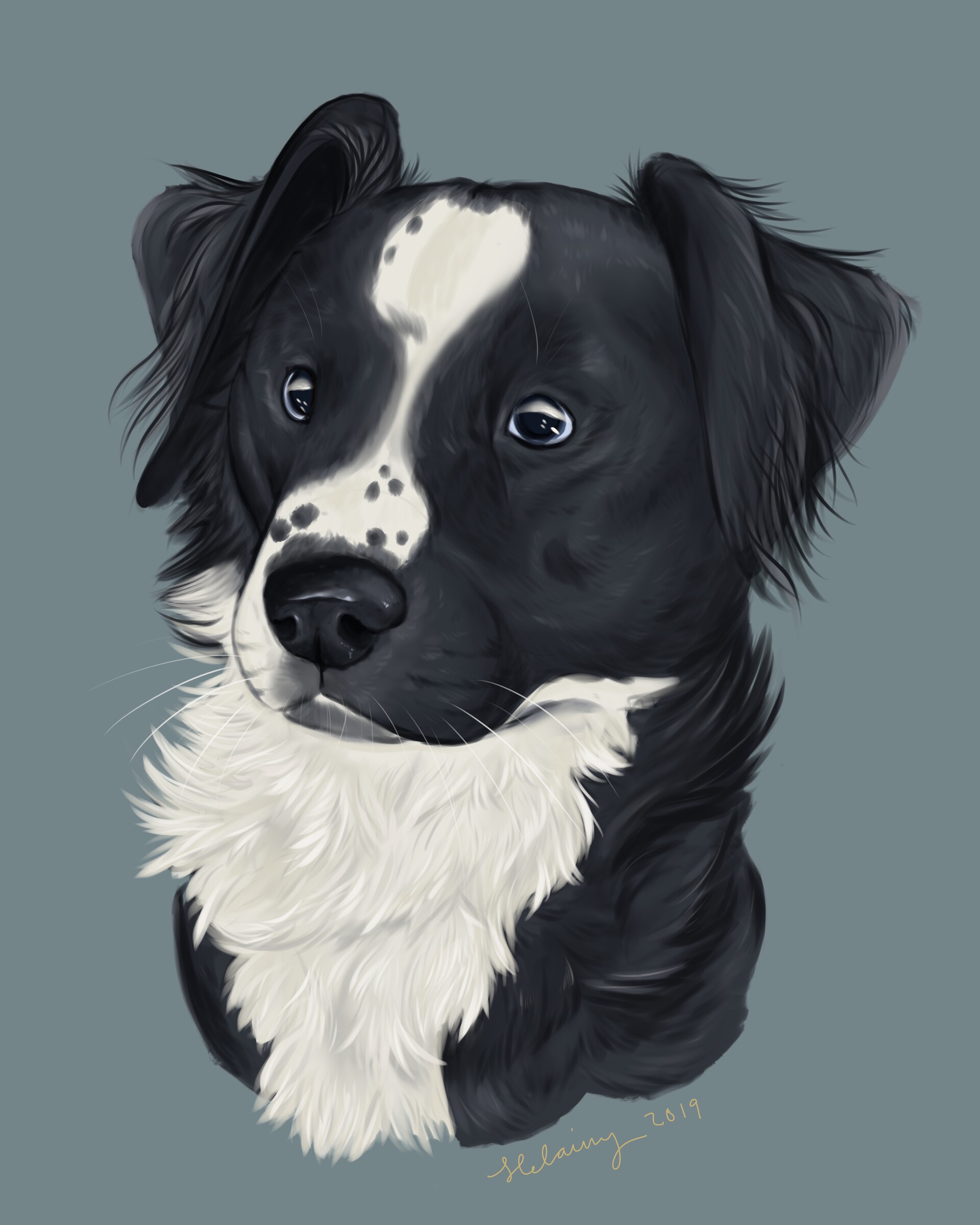 ArtStation - border collie . pet portrait