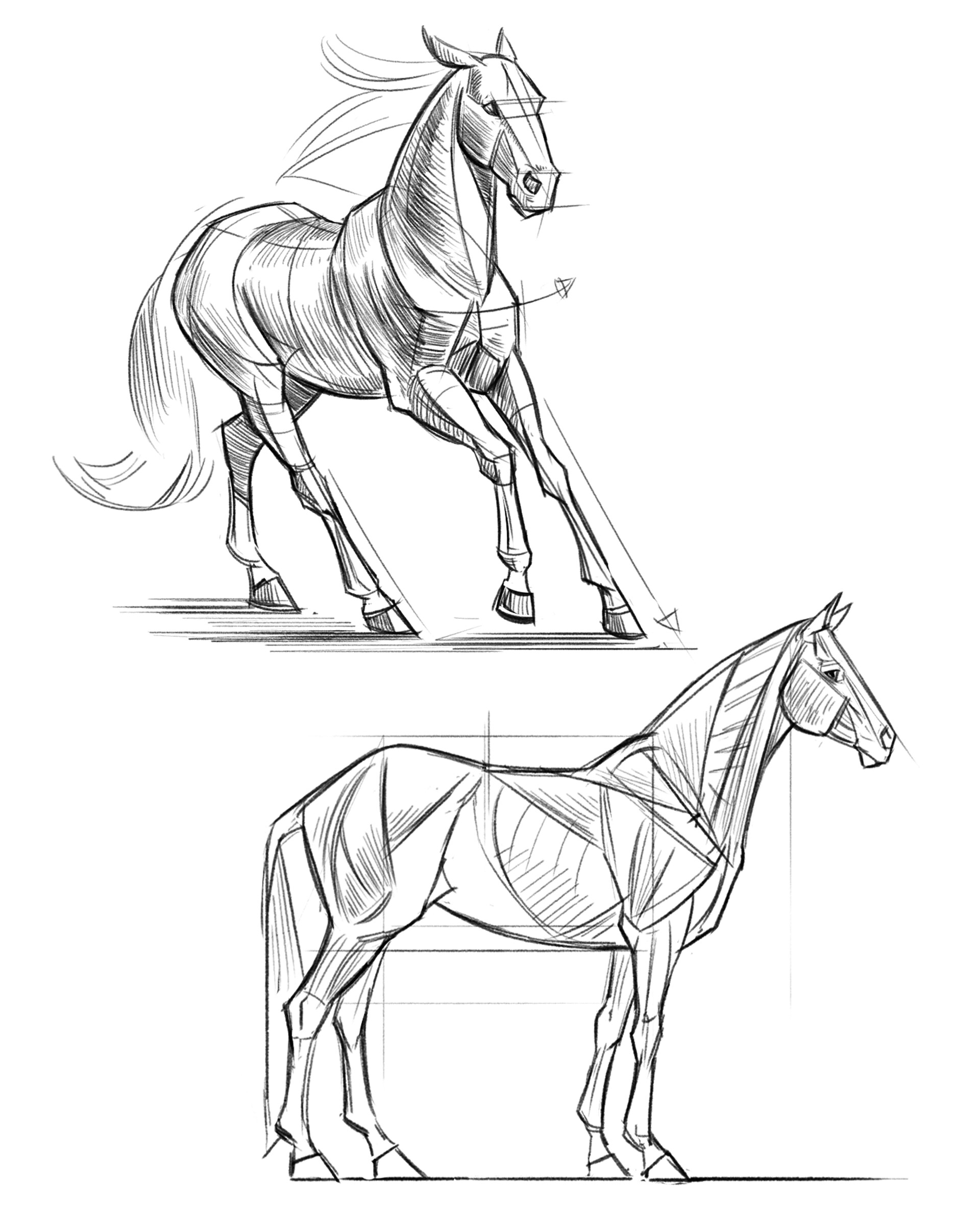ArtStation - Horse anatomy study