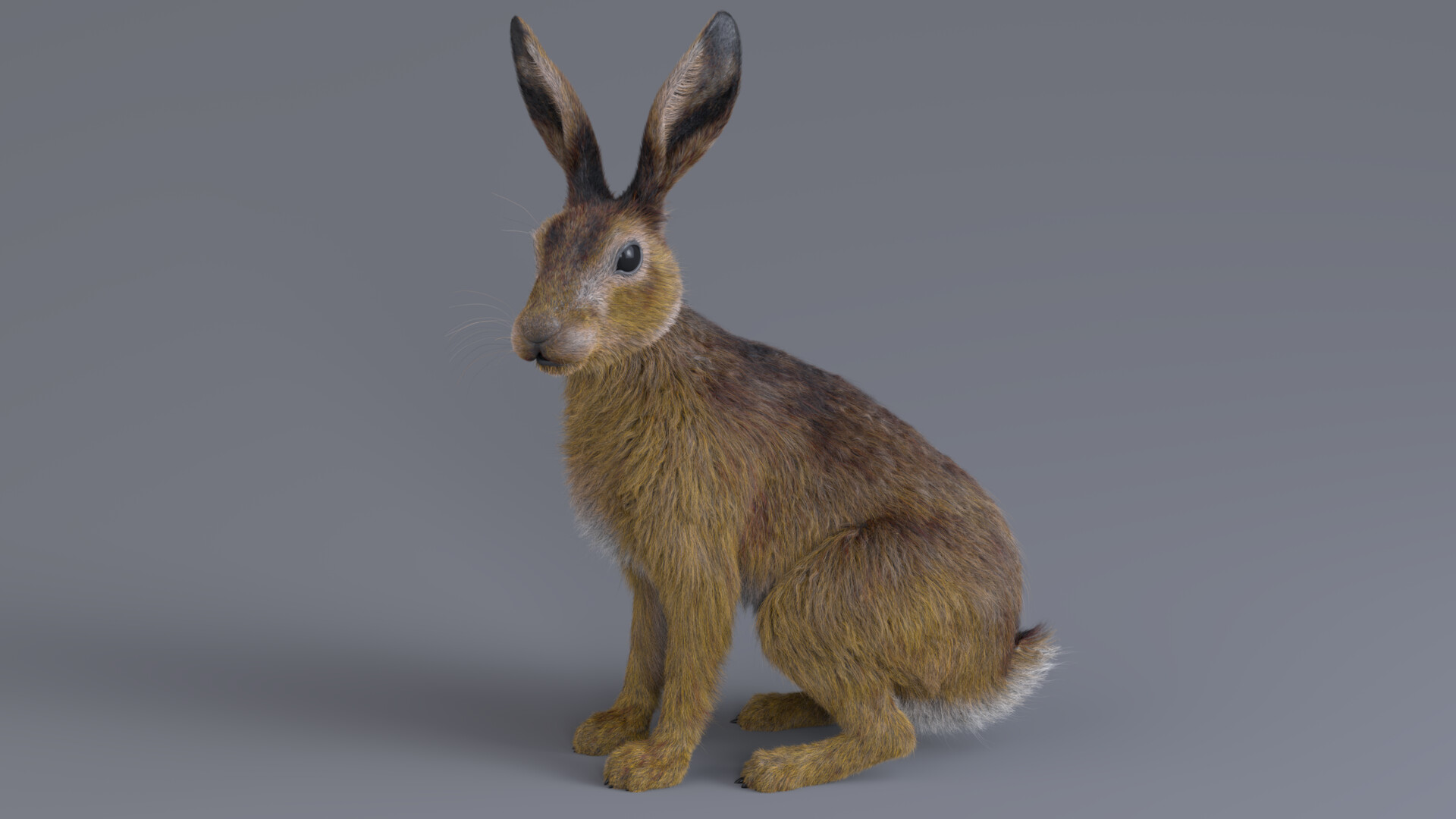 ArtStation - European Hare