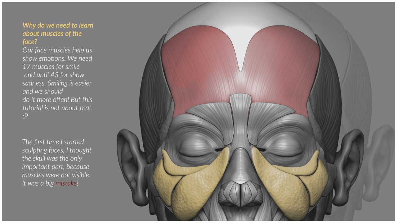 ArtStation - Face ecorche – explanation