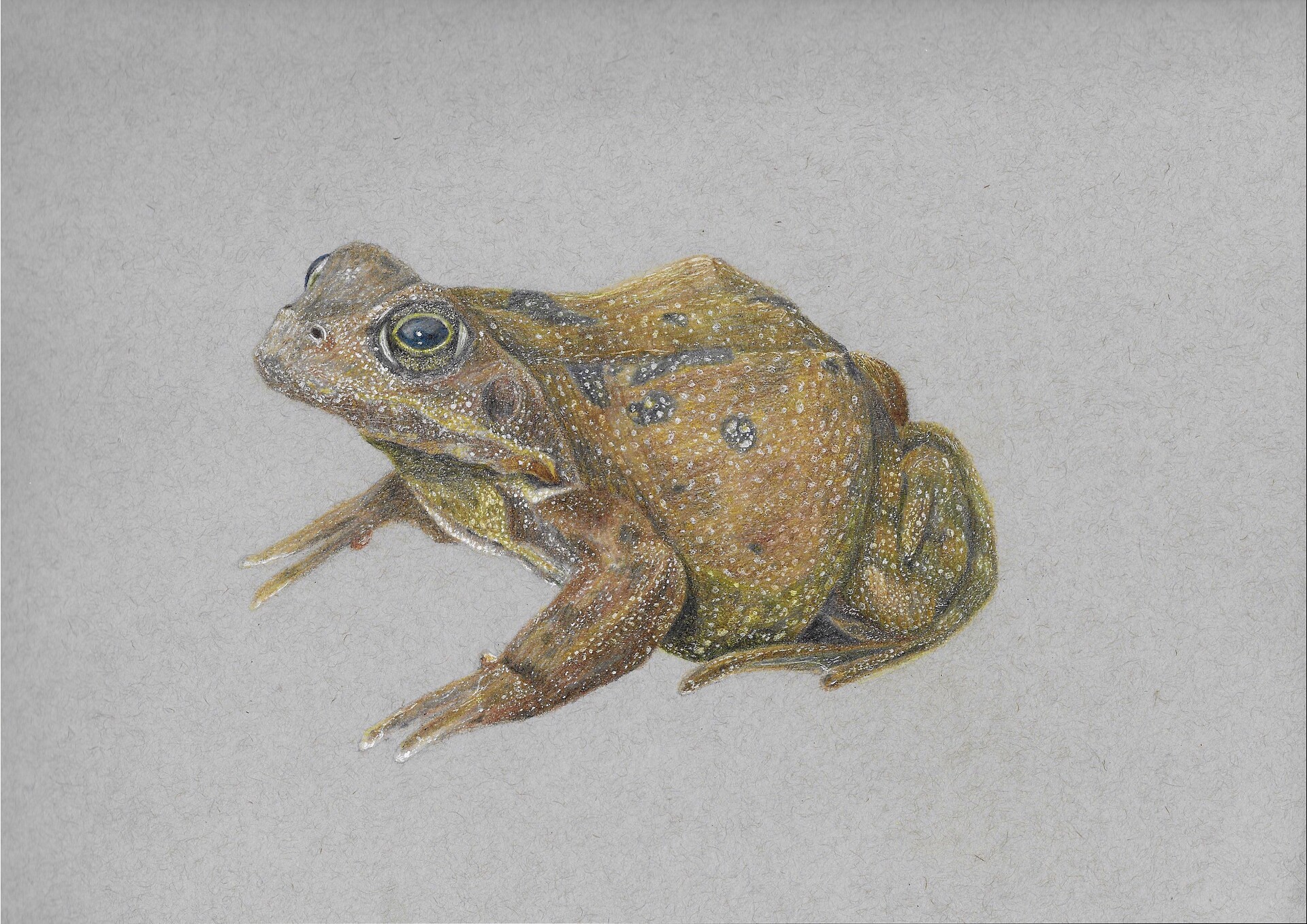 ArtStation - Common frog