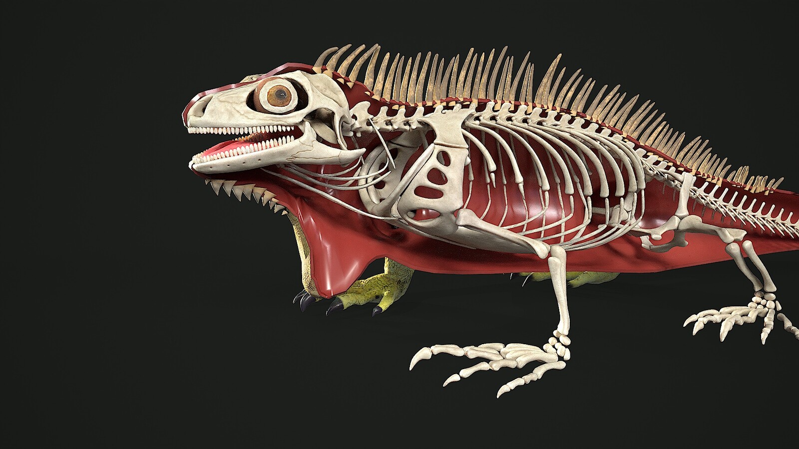 Sergey Egelsky - Iguana Skeleton