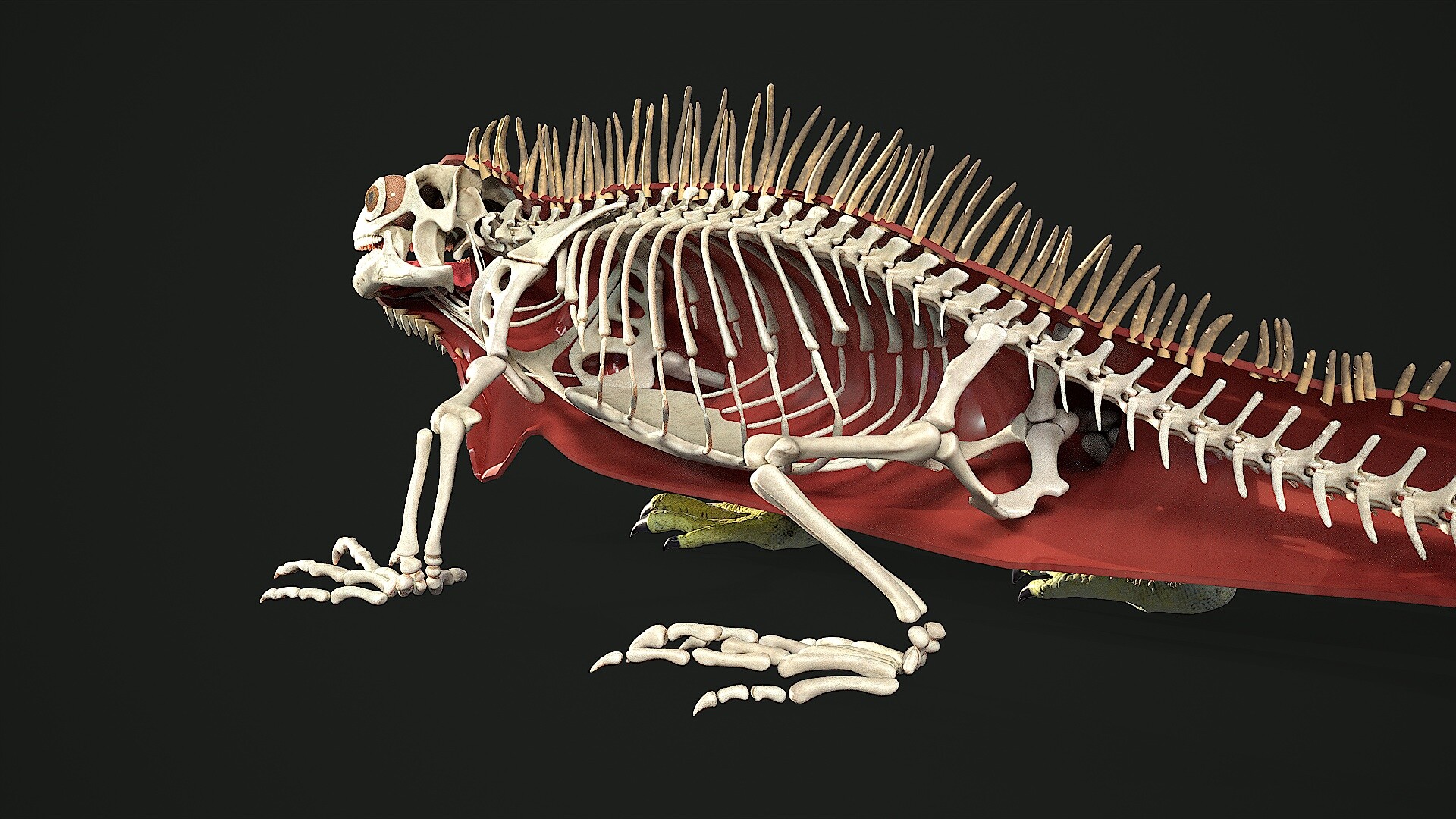 Sergey Egelsky - Iguana Skeleton