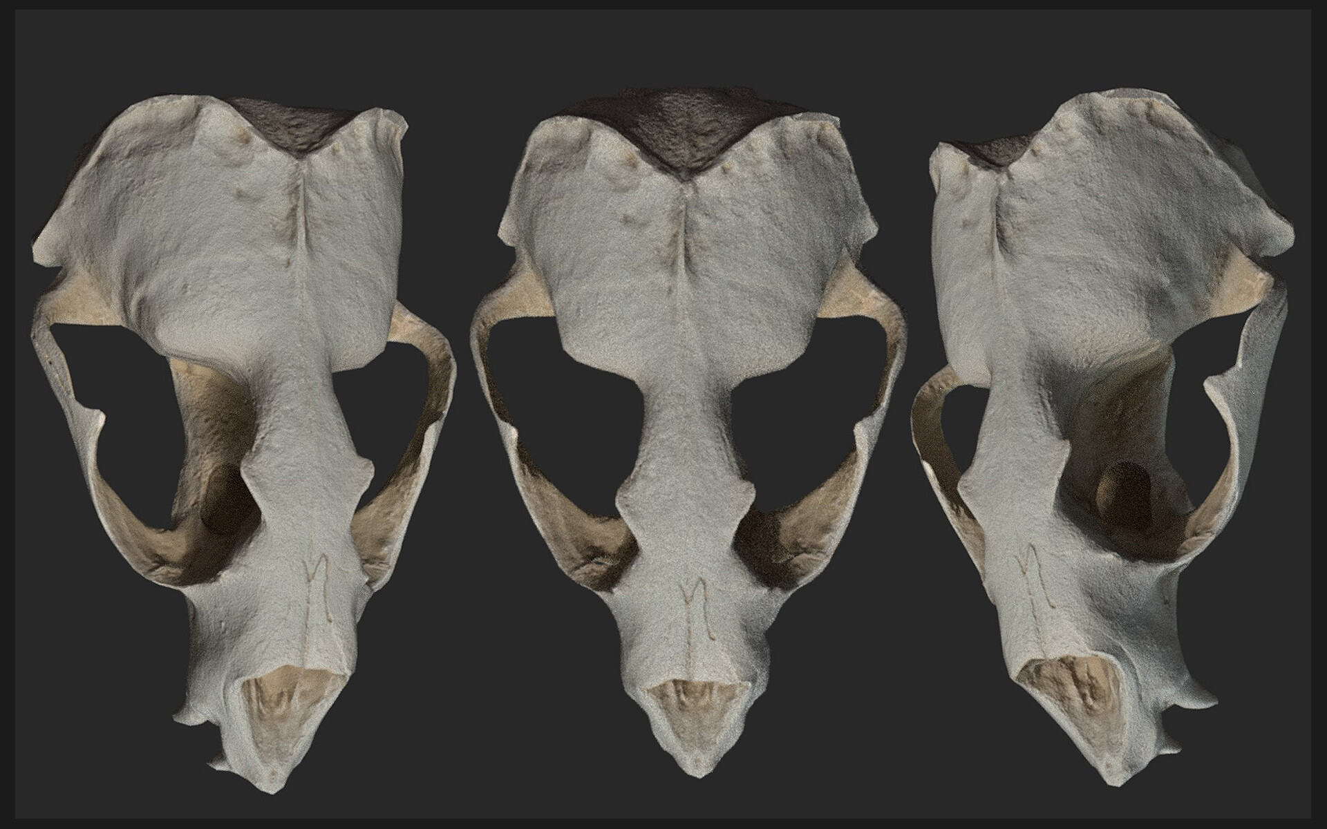 ArtStation - Seal Skull